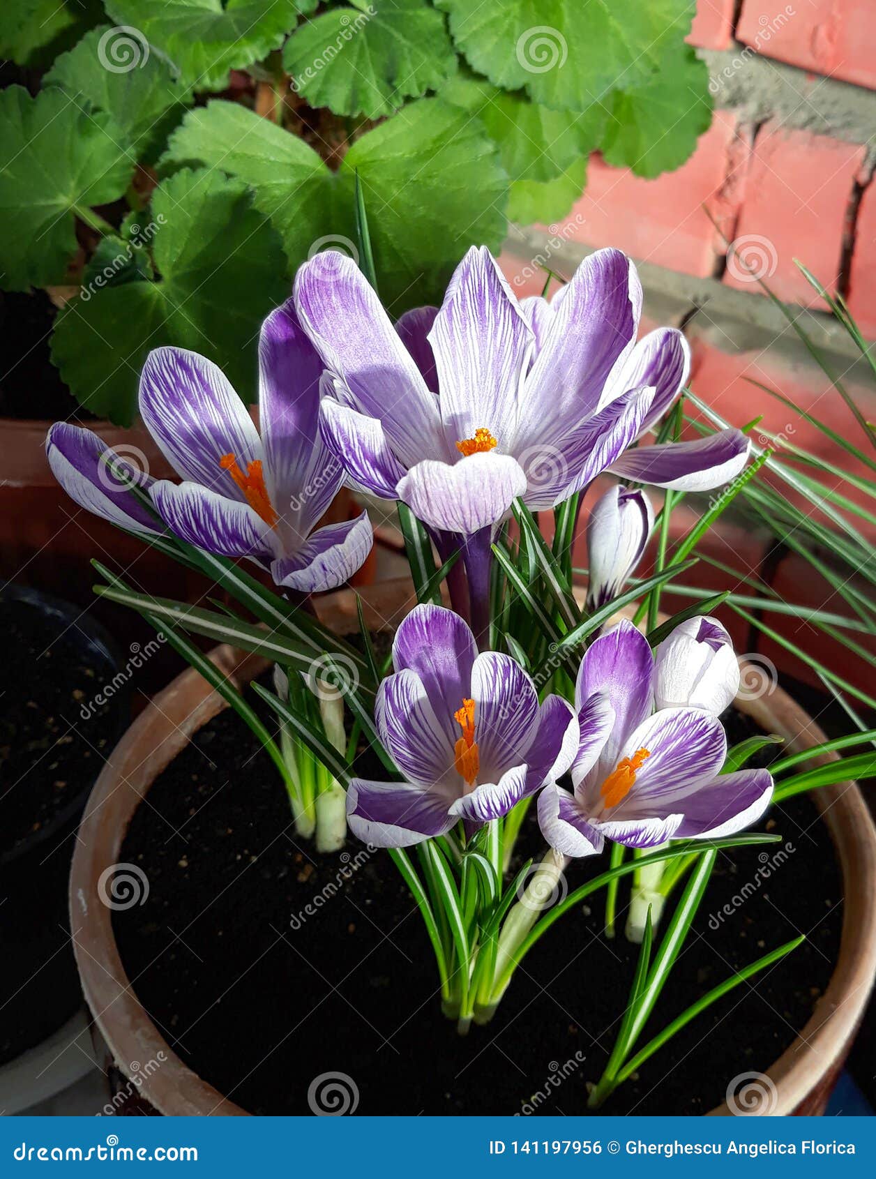 Springtime Crocus in the Flower Pot - Crocus Ligusticus Stock Photo ...