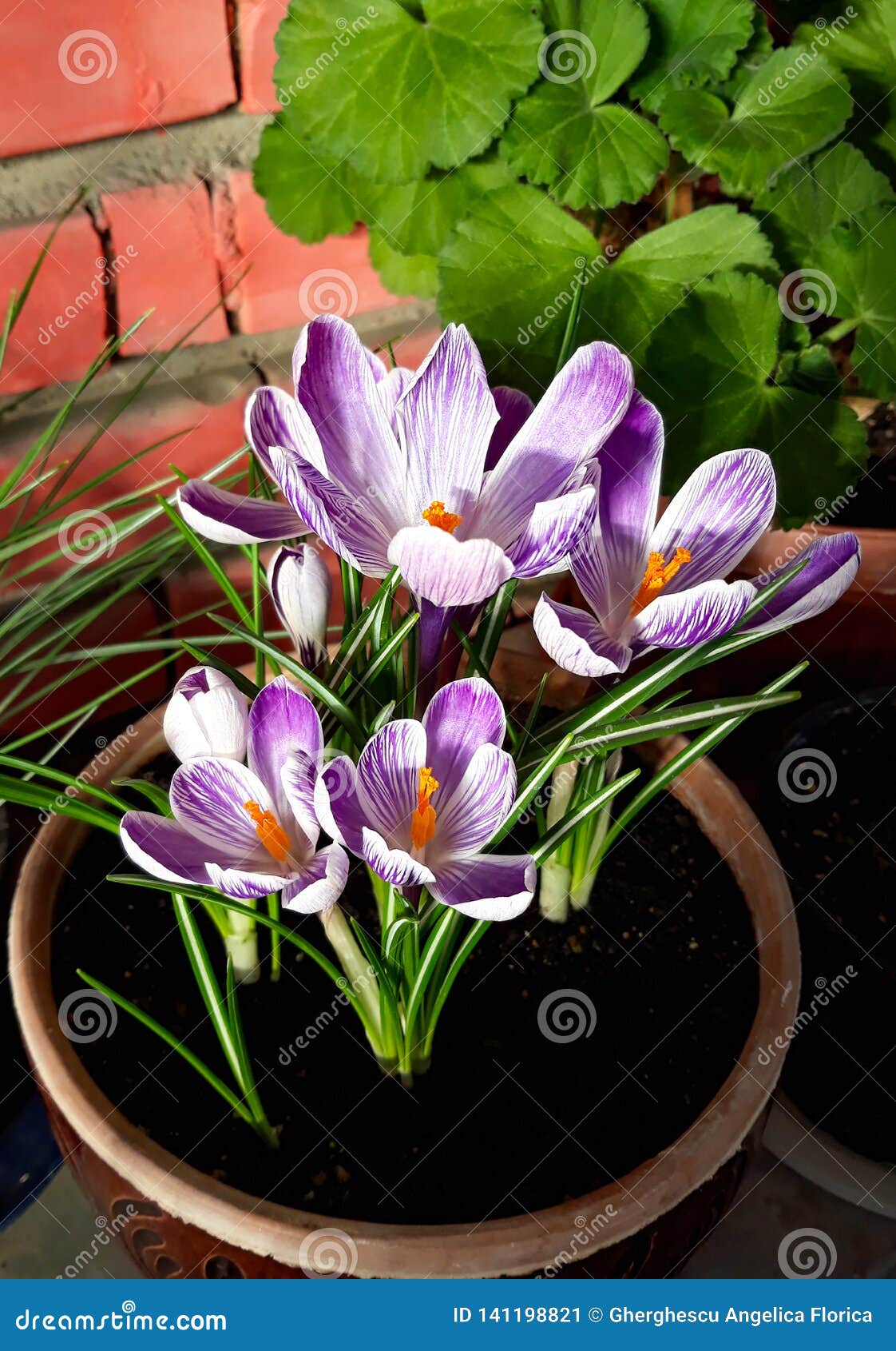 Springtime Crocus in the Flower Pot - Crocus Ligusticus Stock Image ...