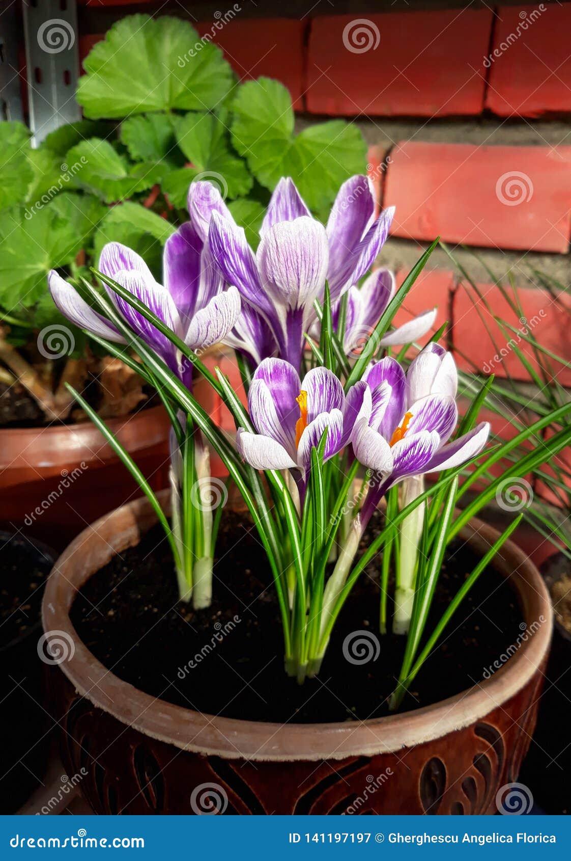 Springtime Crocus in the Flower Pot - Crocus Ligusticus Stock Image ...