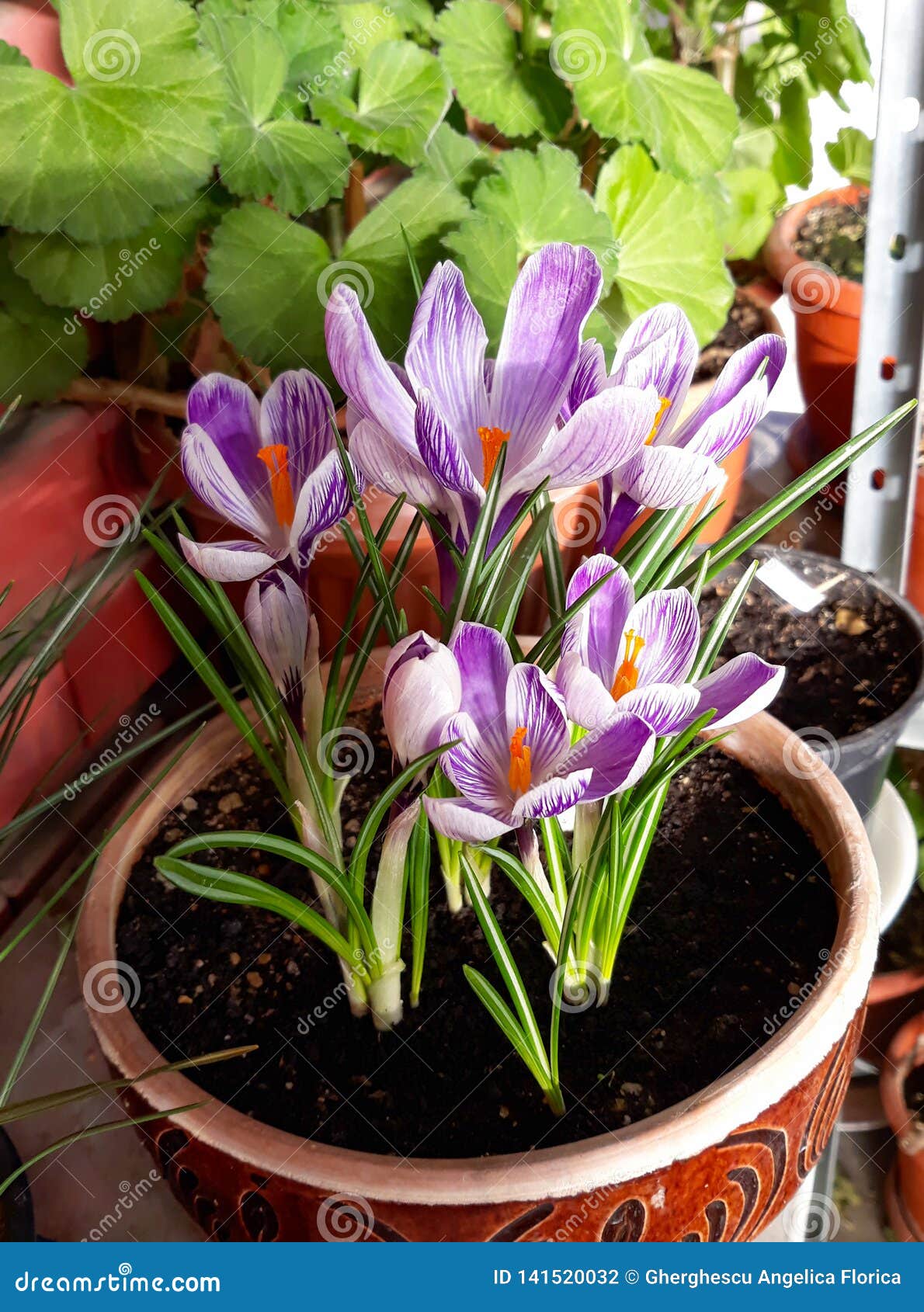 Springtime Crocus in the Flower Pot - Crocus Ligusticus Stock Photo ...