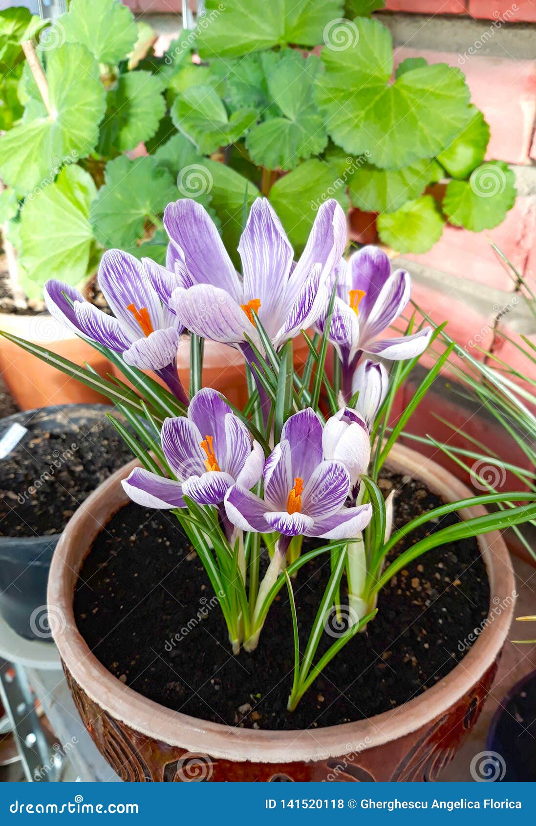 Springtime Crocus in the Flower Pot - Crocus Ligusticus Stock Photo ...