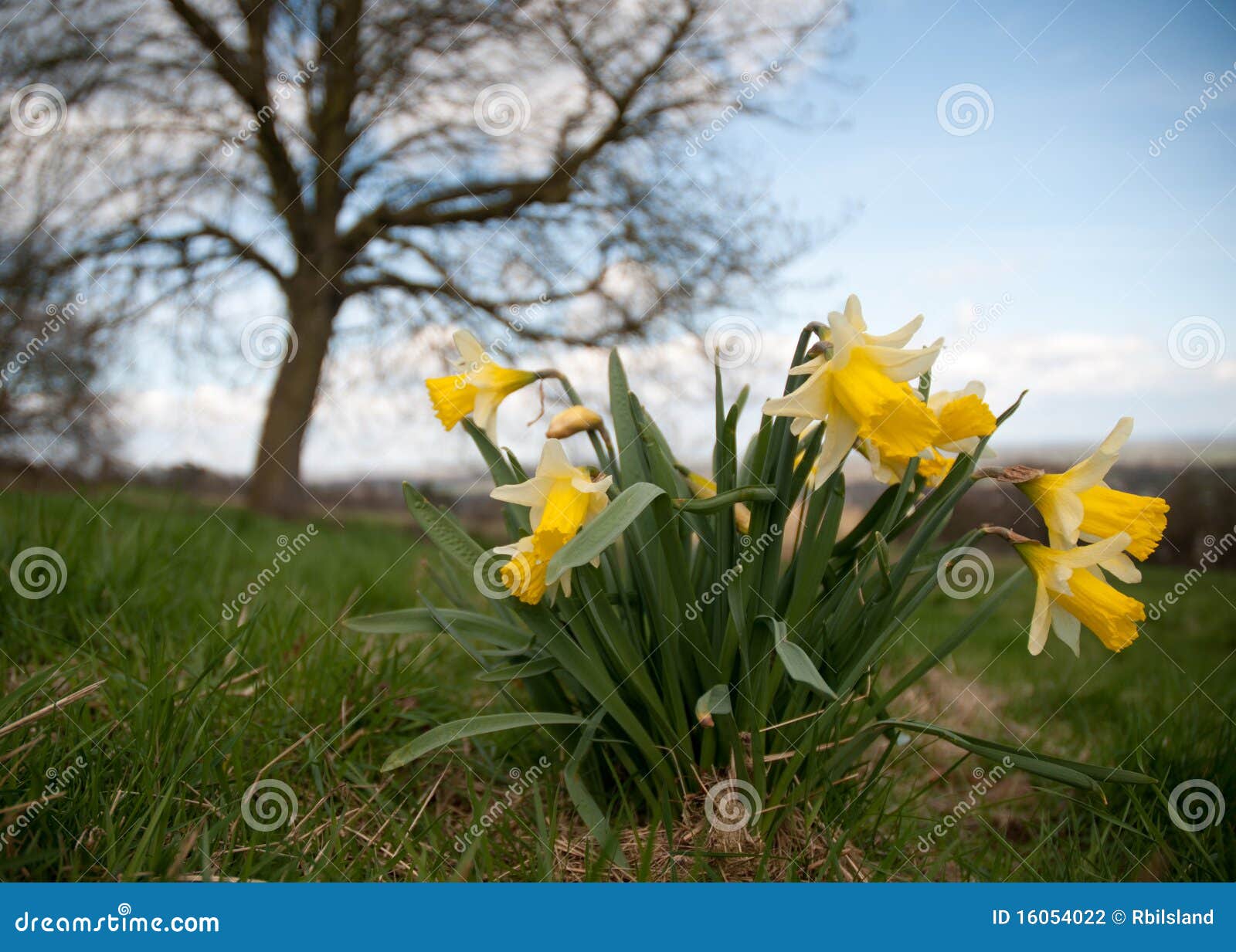 Springtime Daffodils stock photo. Image of spring, nature - 16054022
