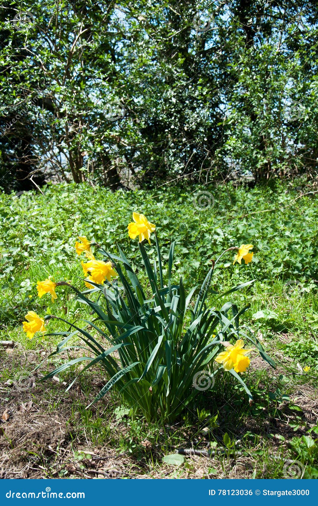 Springtime Daffodils. stock photo. Image of parks, paths - 78123036