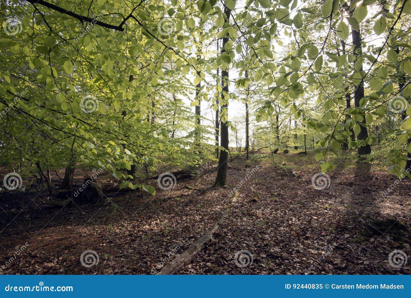 Springtime in a Danish Forest Stock Image - Image of horizontal, green ...