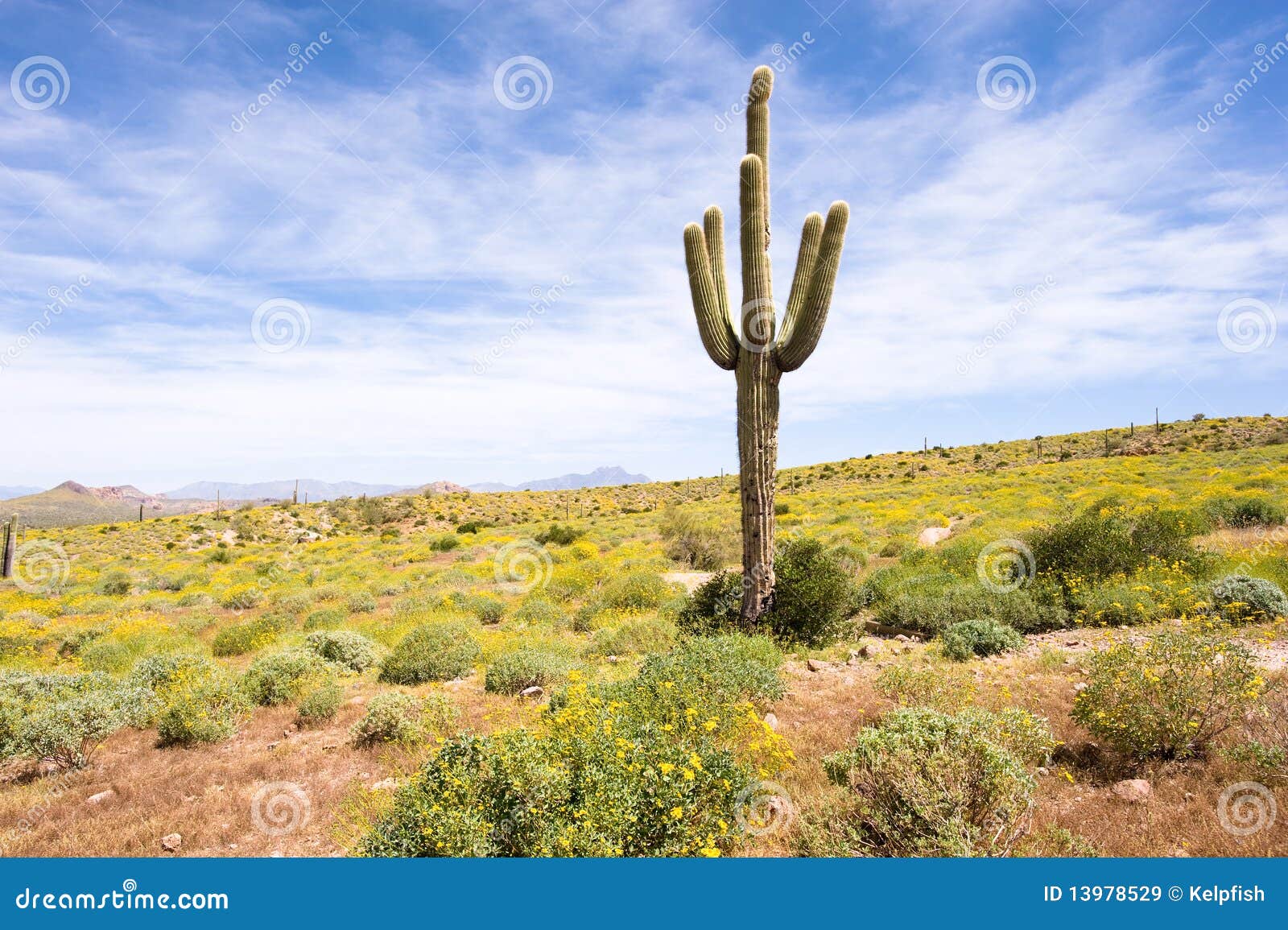 Springtime in the desert stock image. Image of cloudscape - 13978529