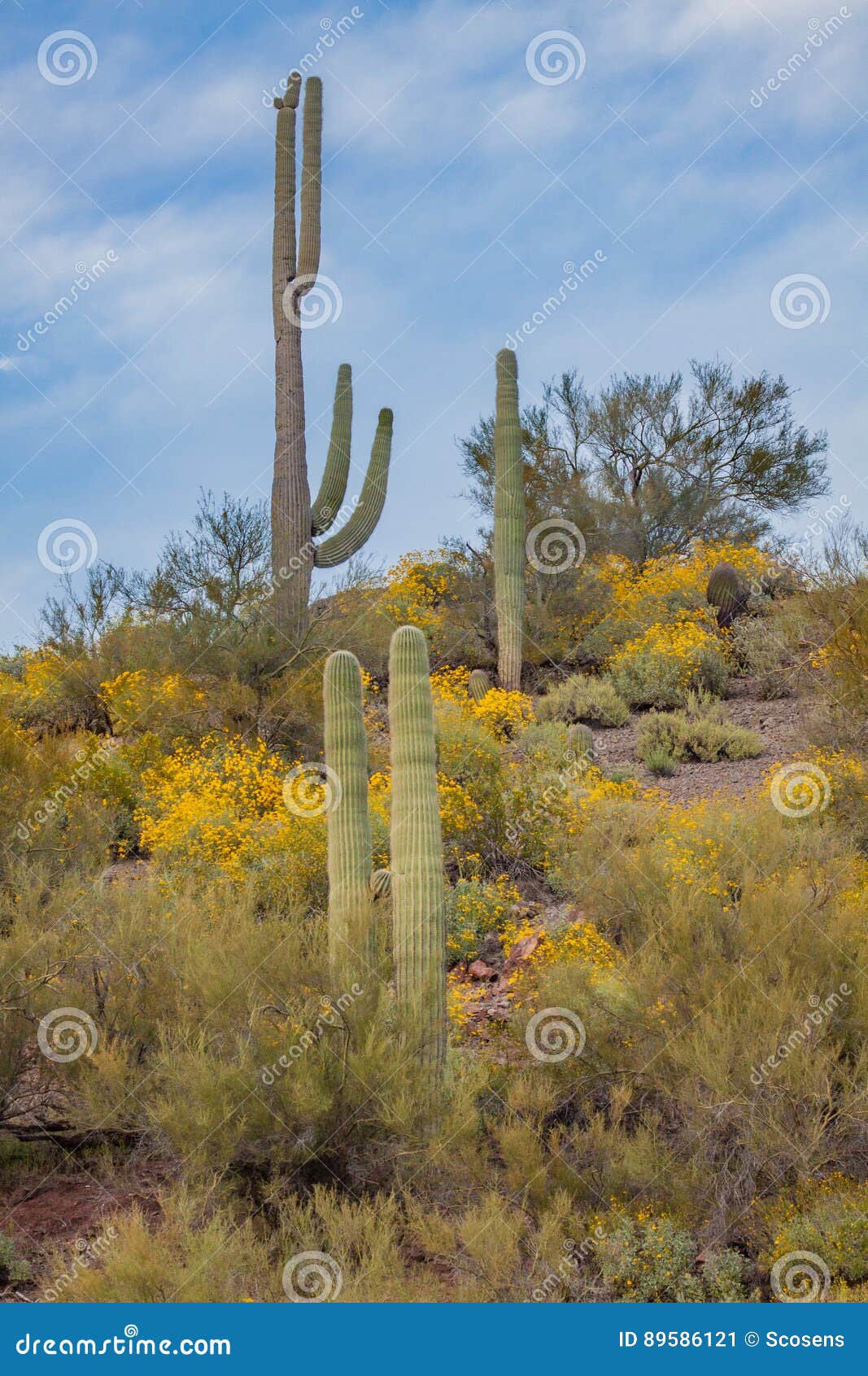 Springtime in the Desert stock image. Image of scenics - 89586121