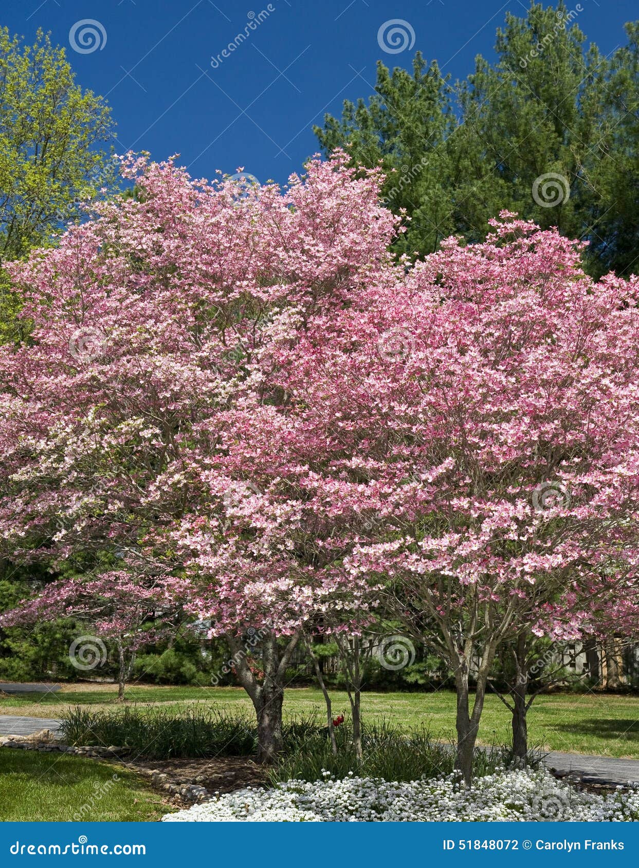 Springtime Dogwood Trees stock photo. Image of nature - 51848072