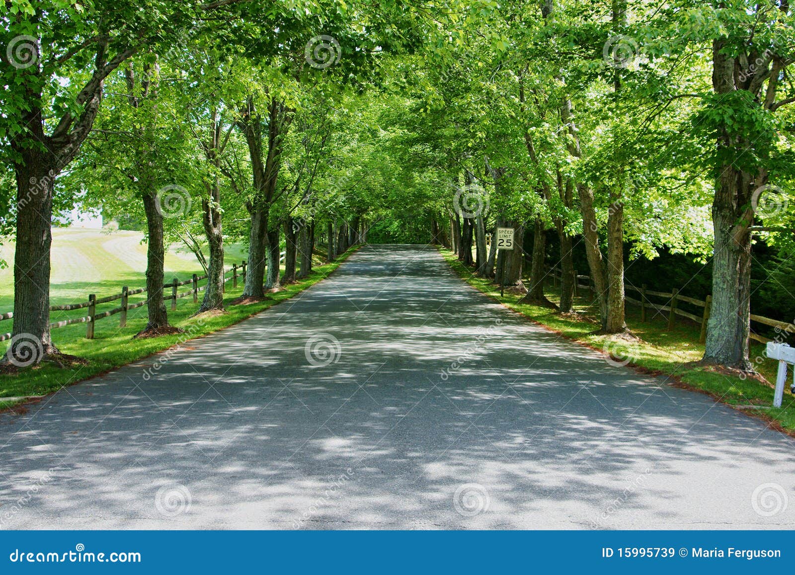 Springtime drive stock image. Image of shade, treeline - 15995739