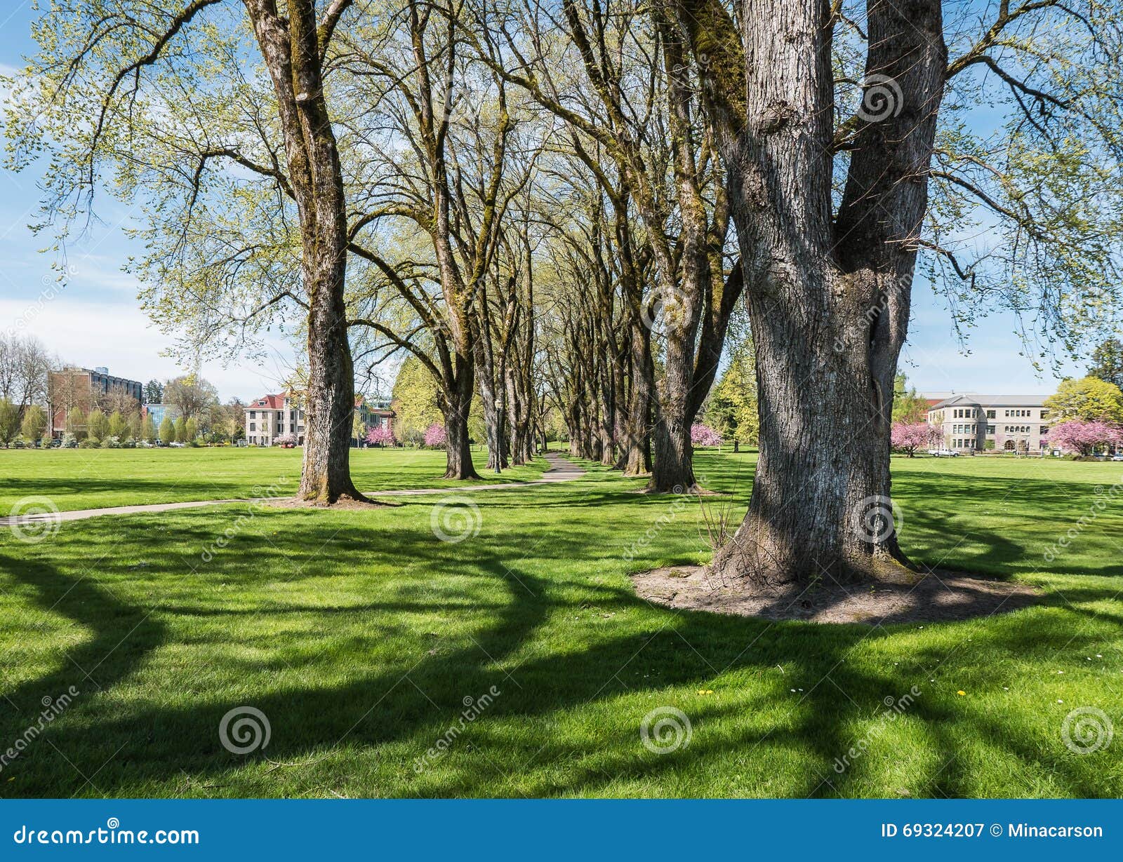 Springtime Elm Tree Columns, Oregon State University, Corvallis, Oregon ...