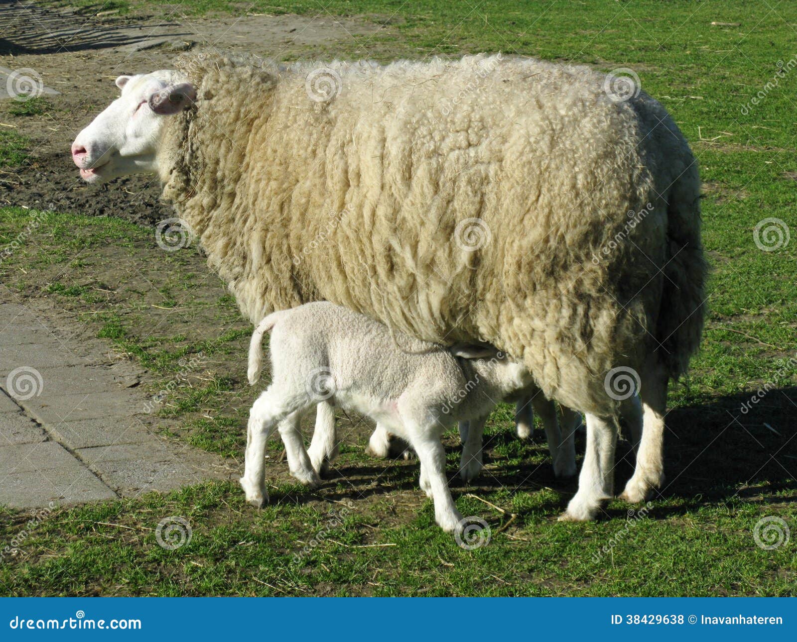 Springtime on the farm stock photo. Image of animal, polluted - 38429638