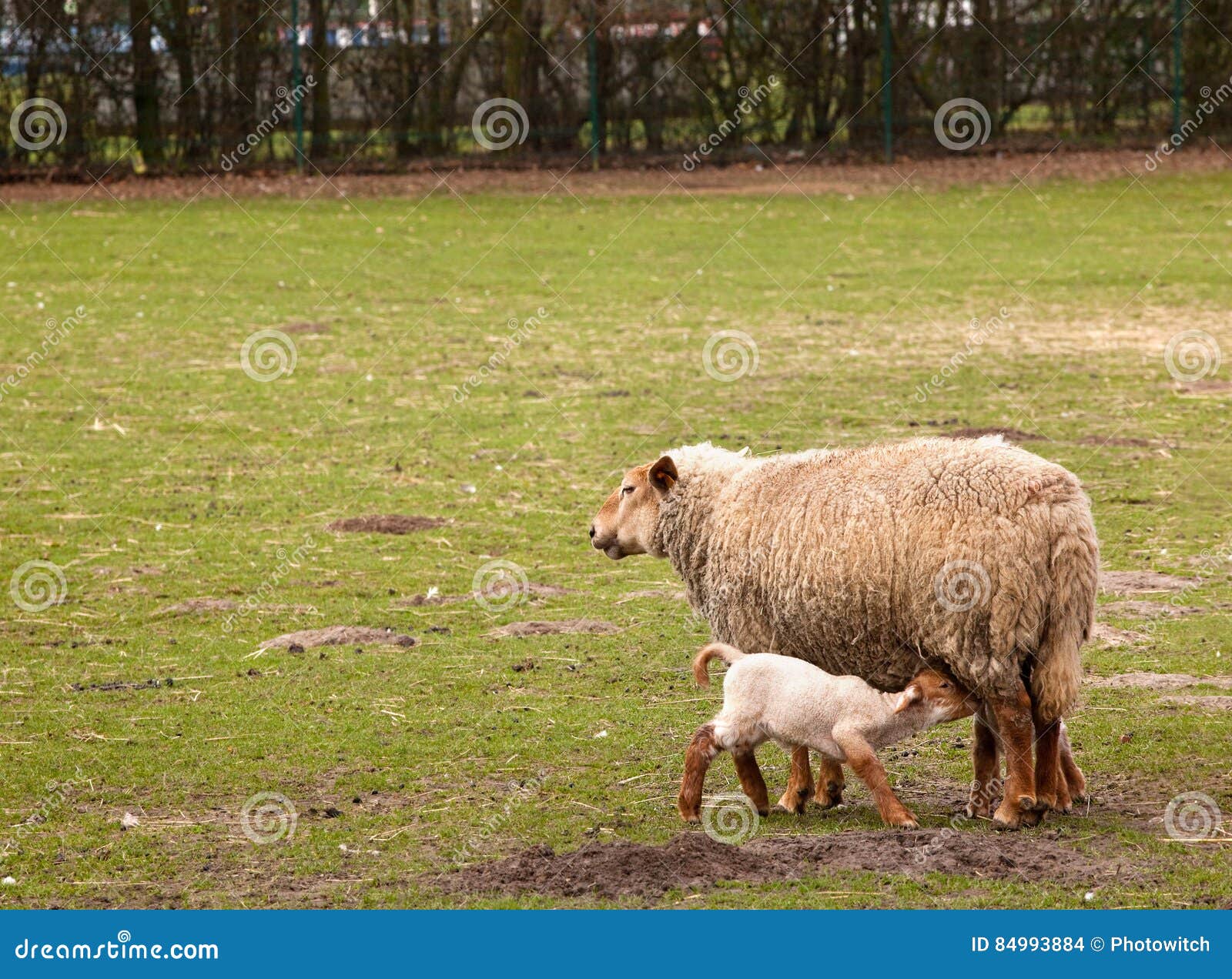 Springtime Field with Lambs Stock Photo - Image of lamb, baby: 84993884