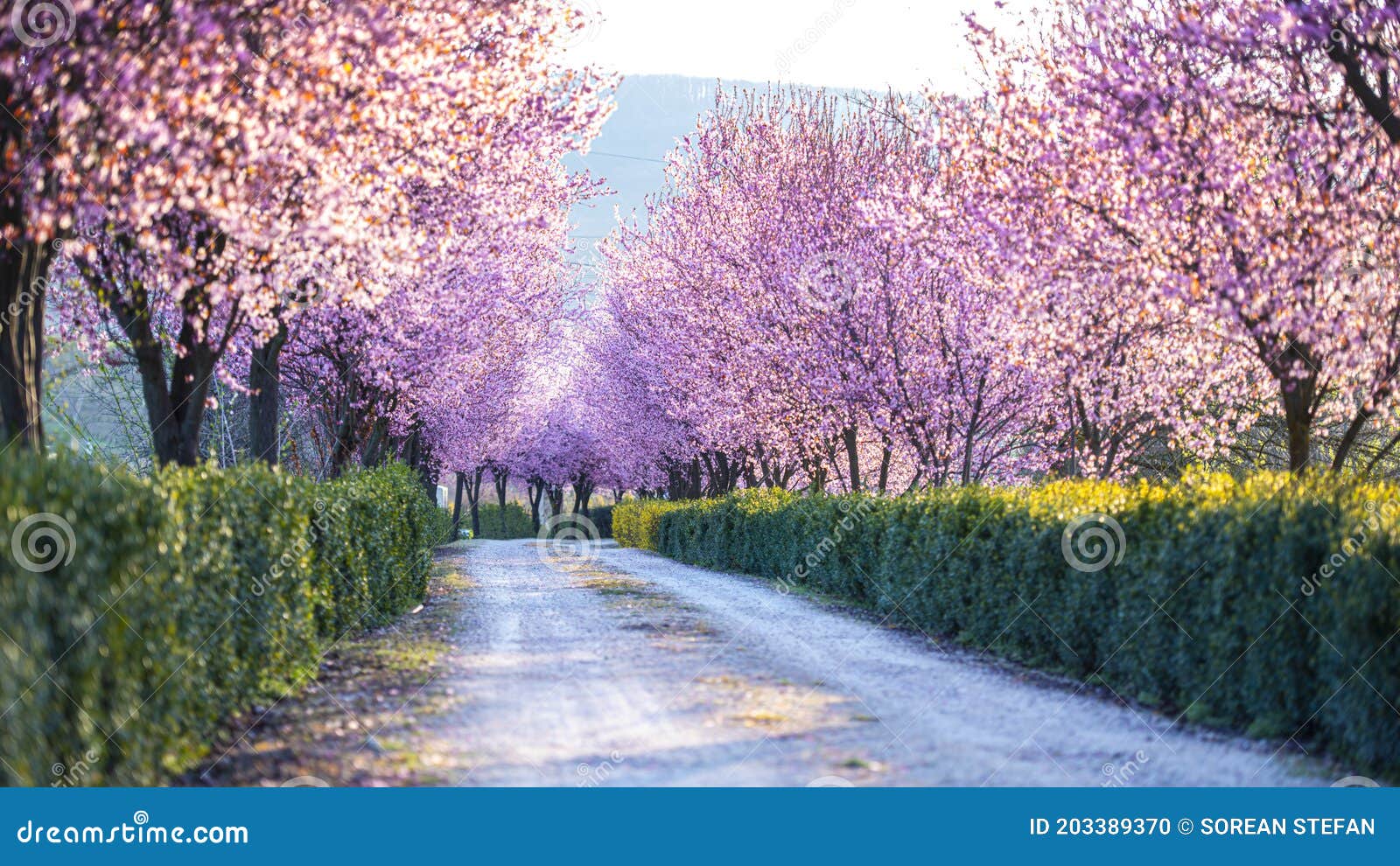 Springtime Field Landscape with Wild Cherry Flowers Stock Photo - Image ...
