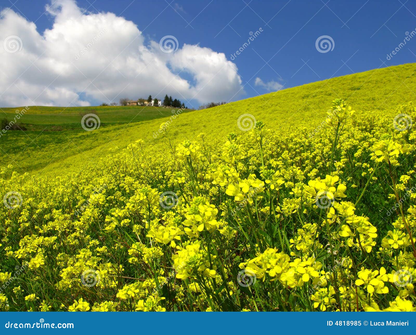 Springtime fields stock image. Image of outdoors, golden - 4818985