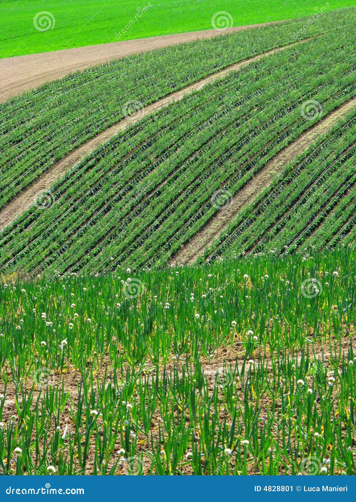 Springtime fields stock image. Image of scenery, farming - 4828801
