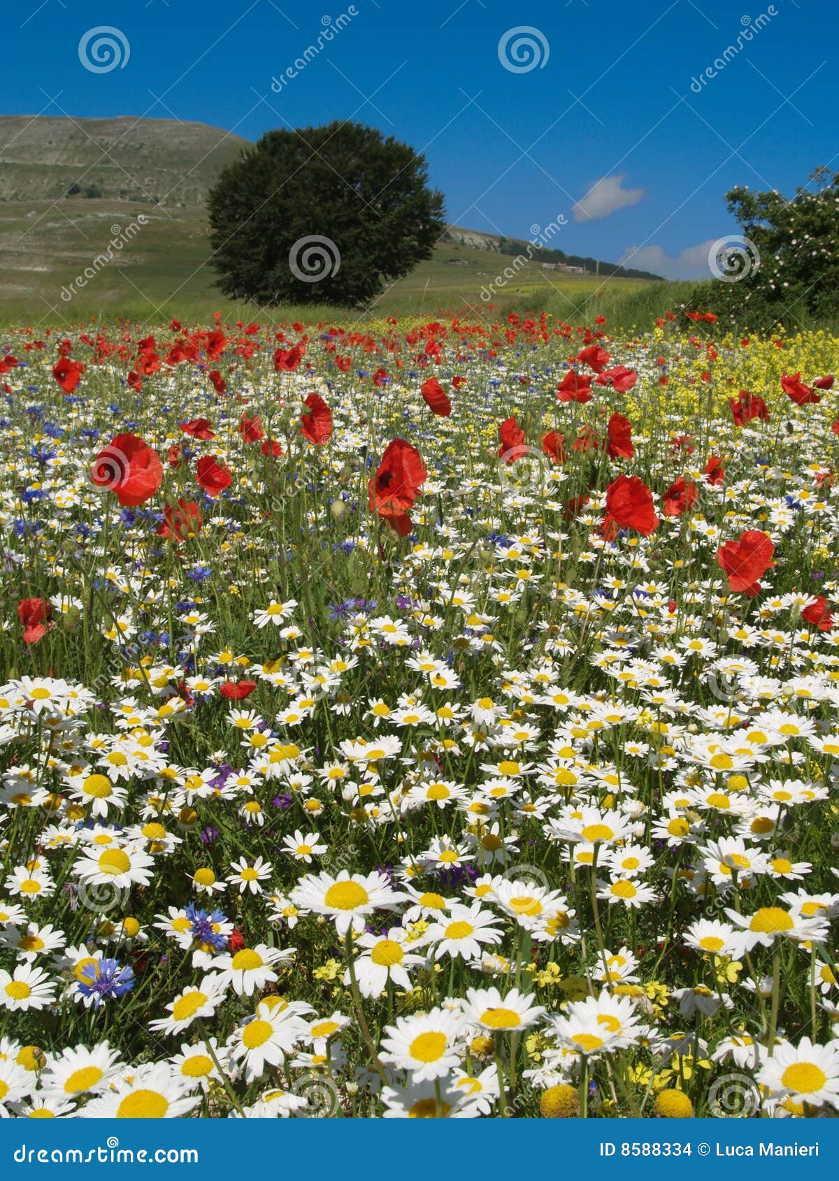 26,987 Springtime Fields Stock Photos - Free & Royalty-Free Stock ...