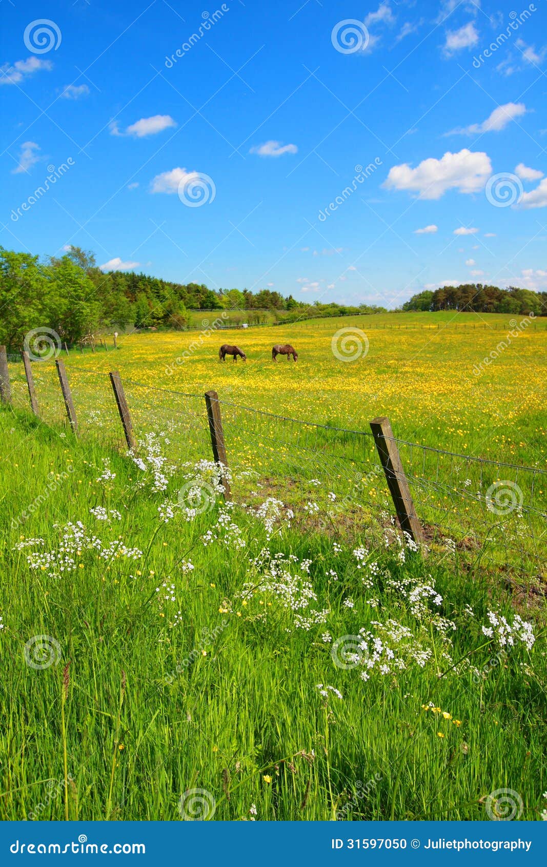 Springtime Fields with Horses Stock Photo - Image of freshness, light ...