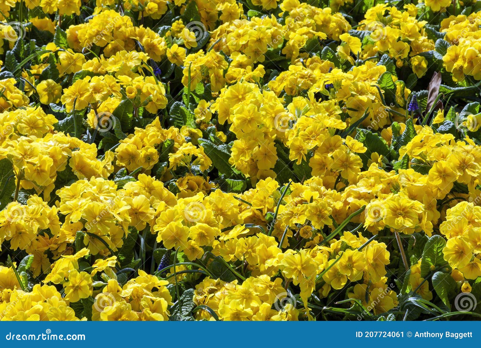 Springtime Flower Bed Background of Primrose Primula Plants Stock Image ...