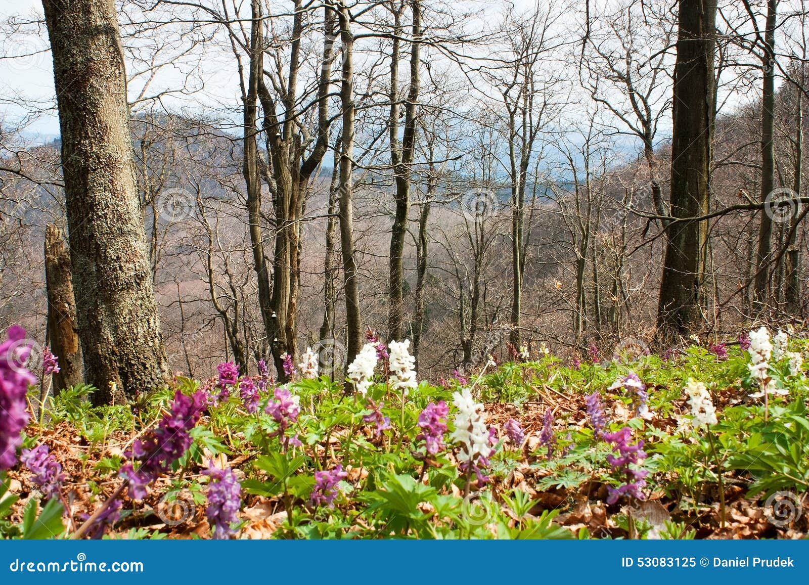 Springtime in Flowering Deciduous Beech Forest Stock Image - Image of ...