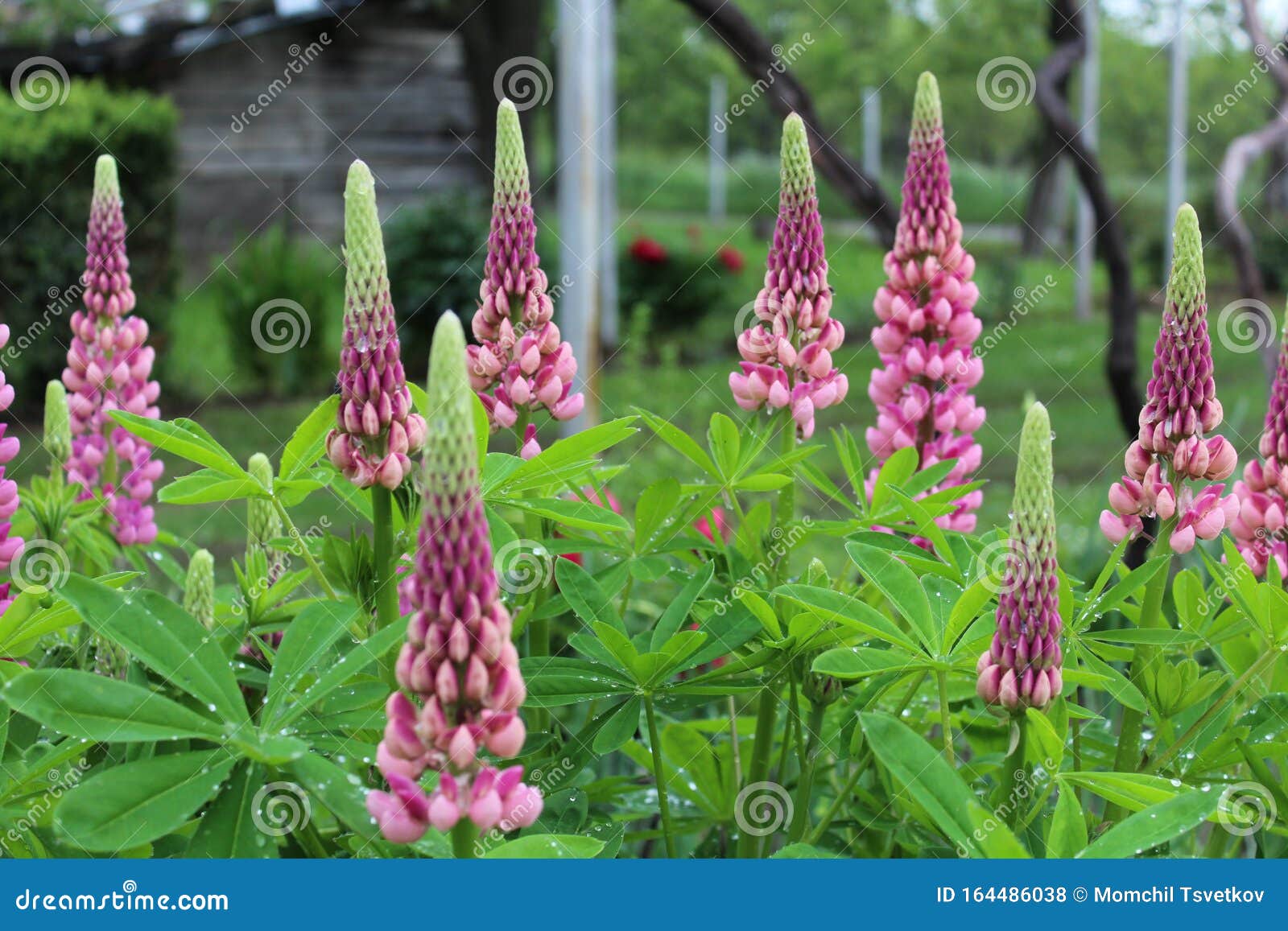 Springtime Flowers in Garden Stock Photo - Image of fresh, season ...