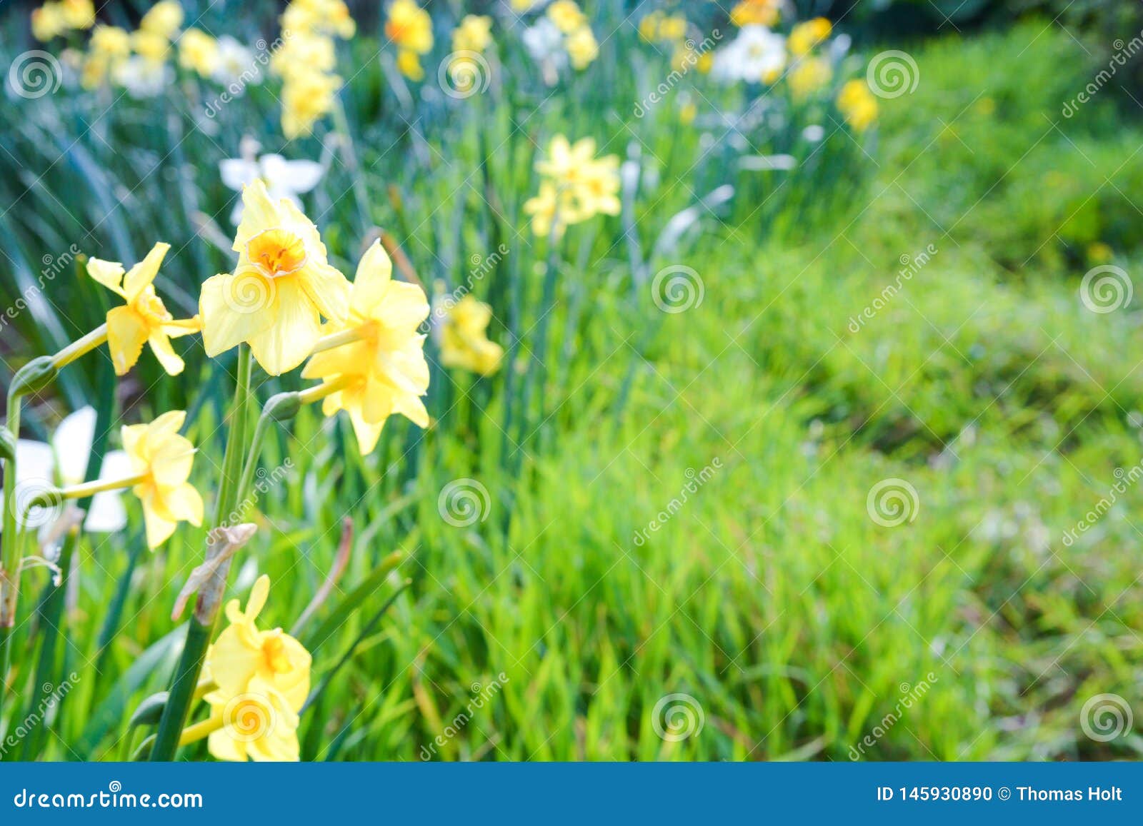 Springtime Yellow and Green Colours Stock Photo - Image of seasonal ...