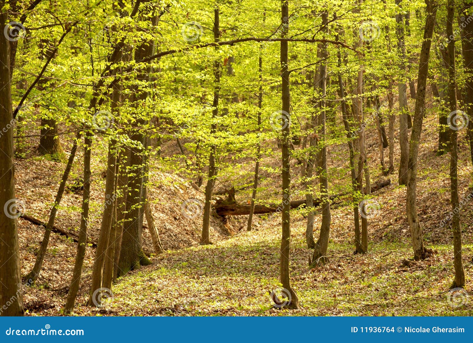 Springtime forest stock photo. Image of beautiful, cluster - 11936764
