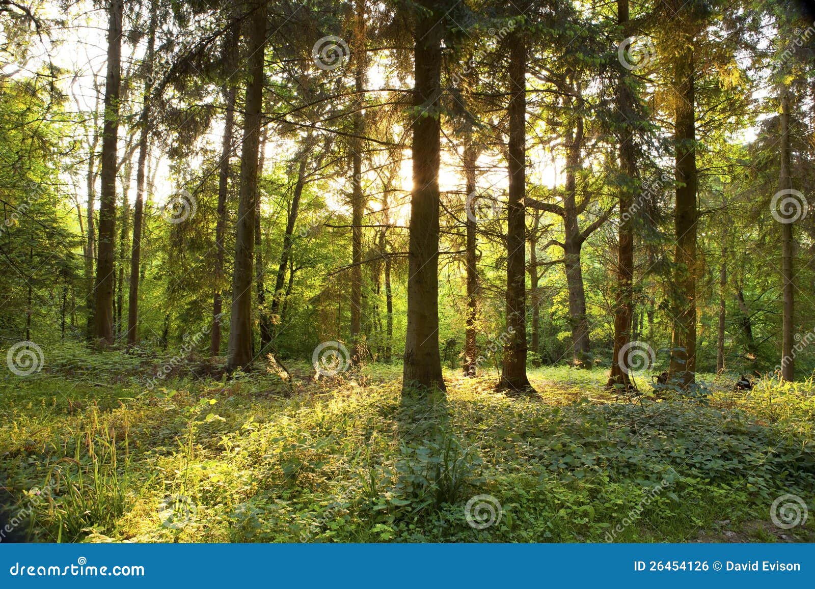 Springtime forest stock photo. Image of landscape, forest - 26454126