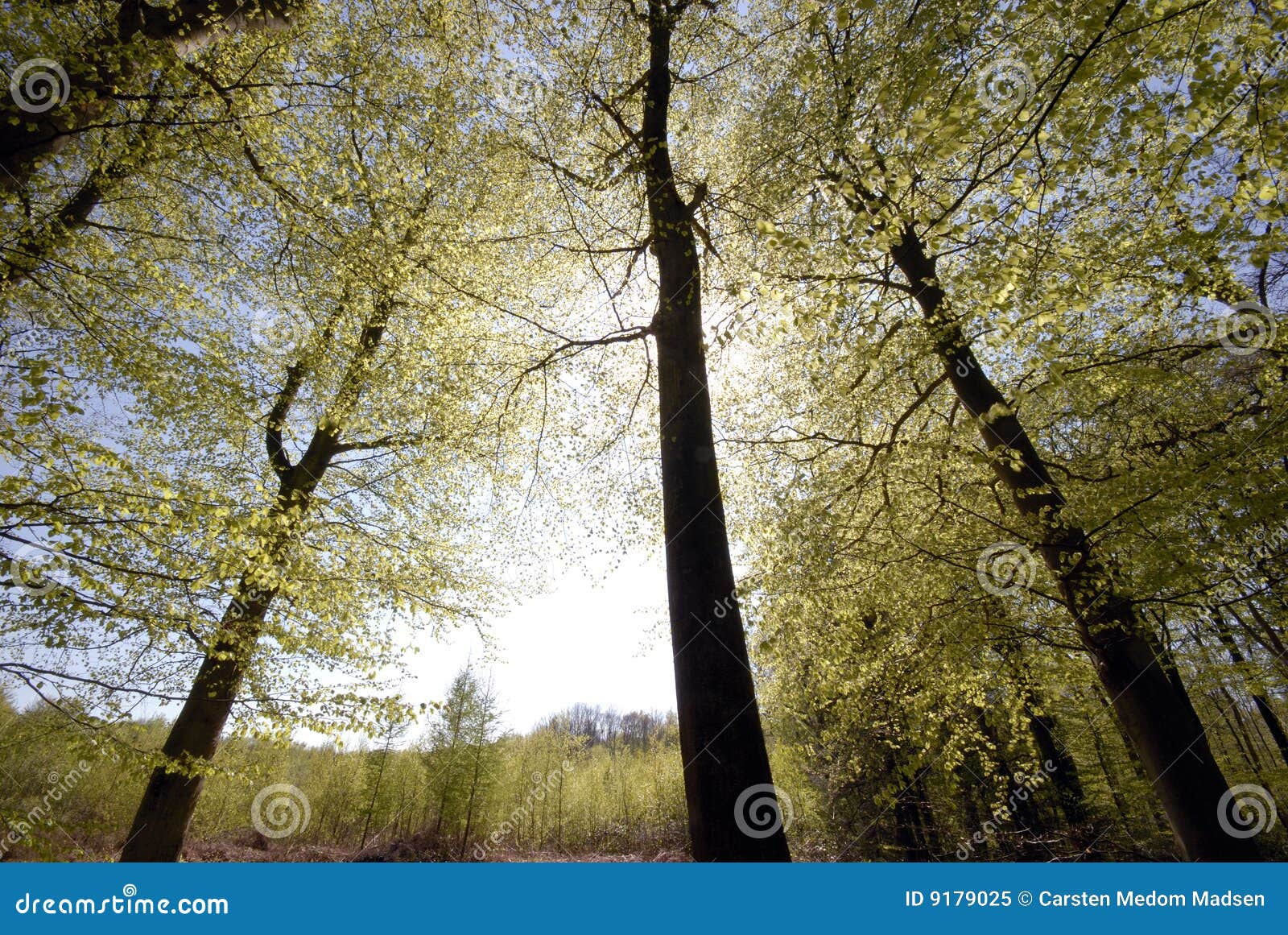 Springtime forest stock image. Image of idyllic, nature - 9179025