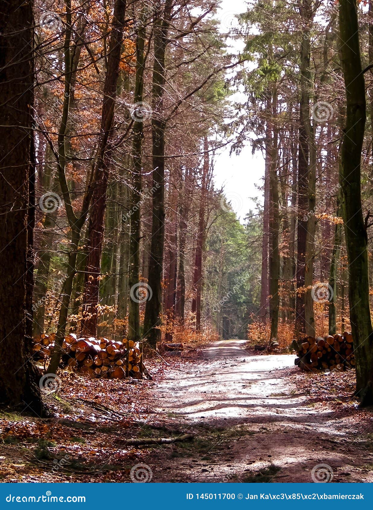 Springtime, Forest Awakens Again after the Winter Break Stock Photo ...