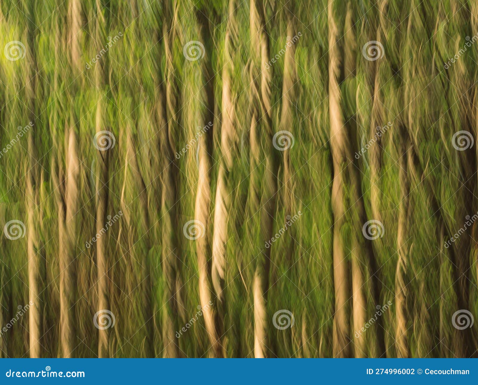 Springtime Forest ICM Abstract Stock Photo - Image of tree, vertical ...