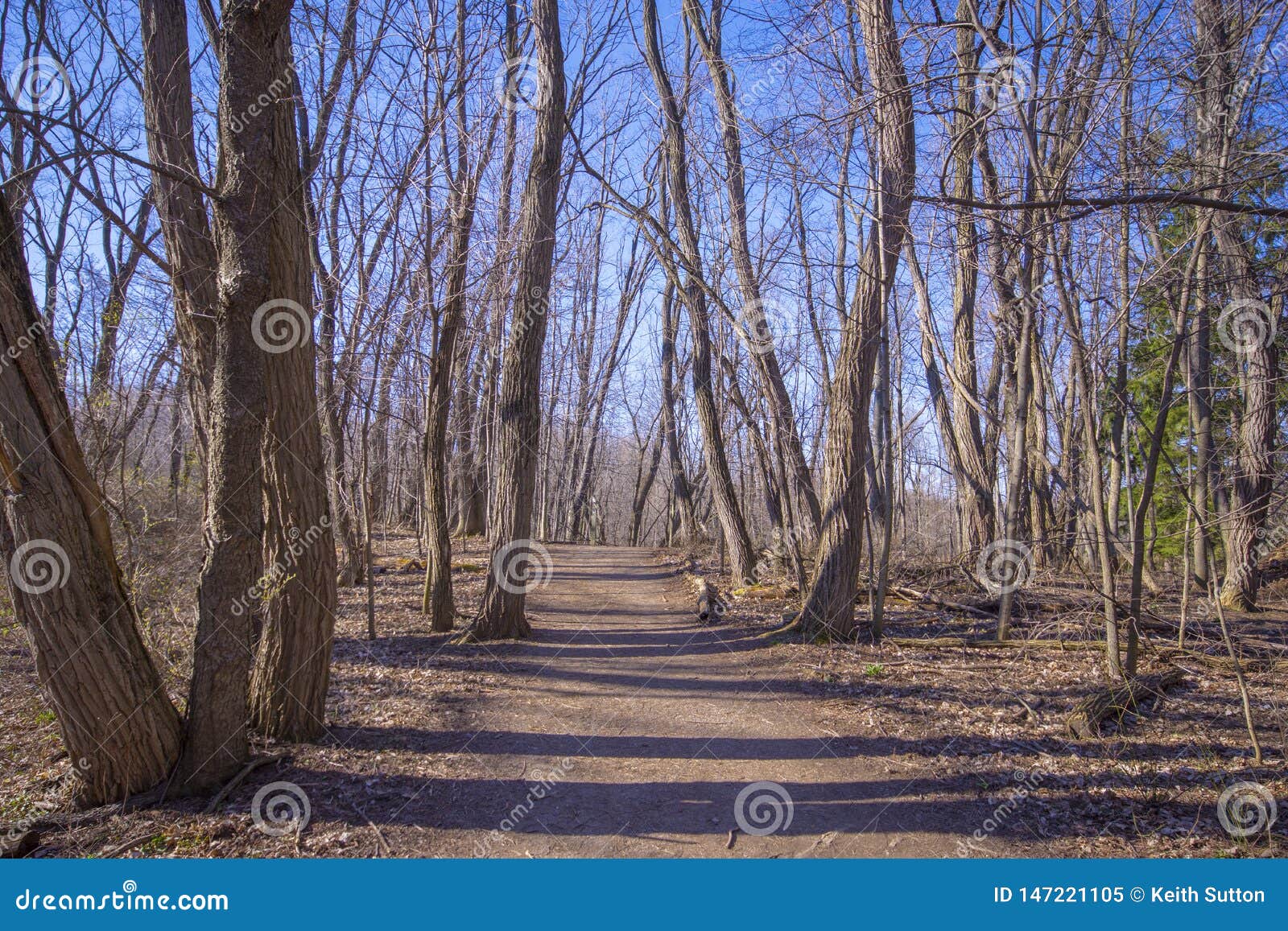 Daytime Forest Path in Spring Stock Image - Image of leafless, daytime ...