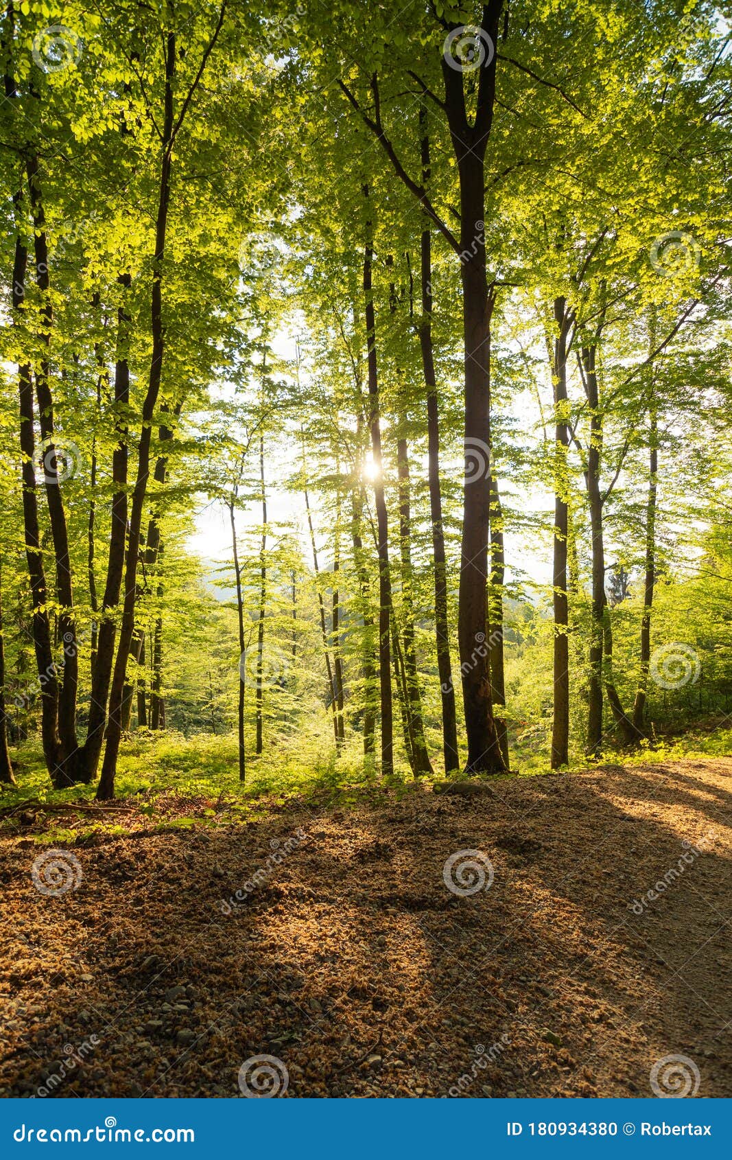 Springtime Forest with Setting Sun Shining through Stock Photo - Image ...