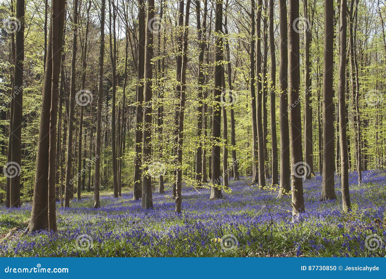 Springtime forest stock photo. Image of belgium, bright - 87730850