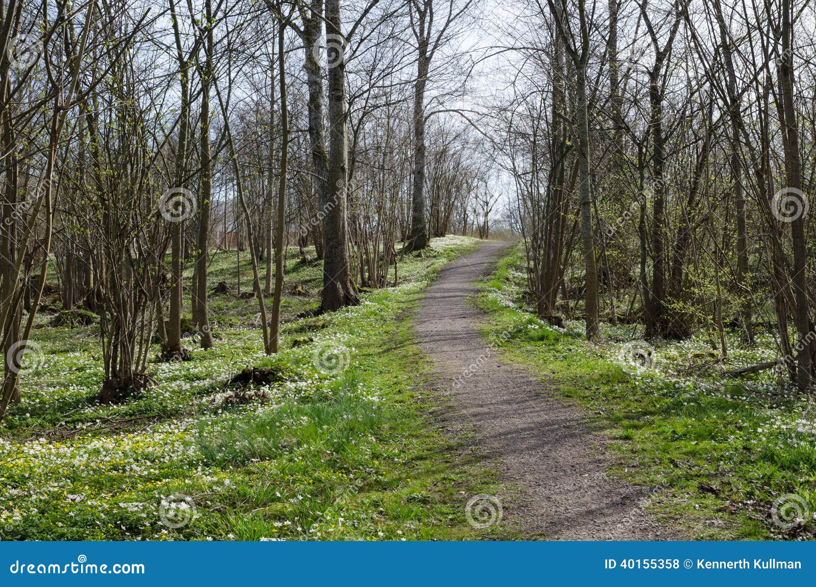 Springtime forest view stock photo. Image of sweden, outdoor - 40155358