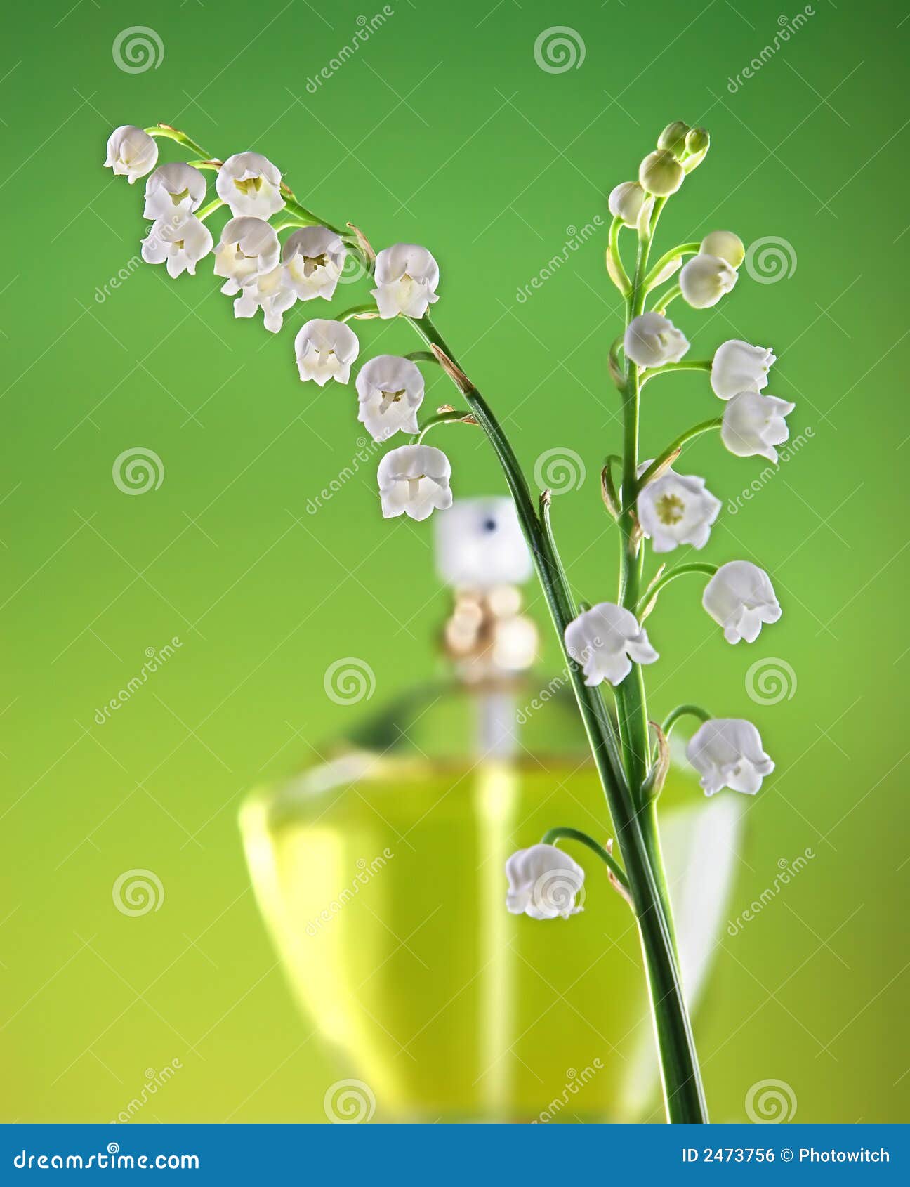 Springtime fragrance stock photo. Image of lily, beauty - 2473756