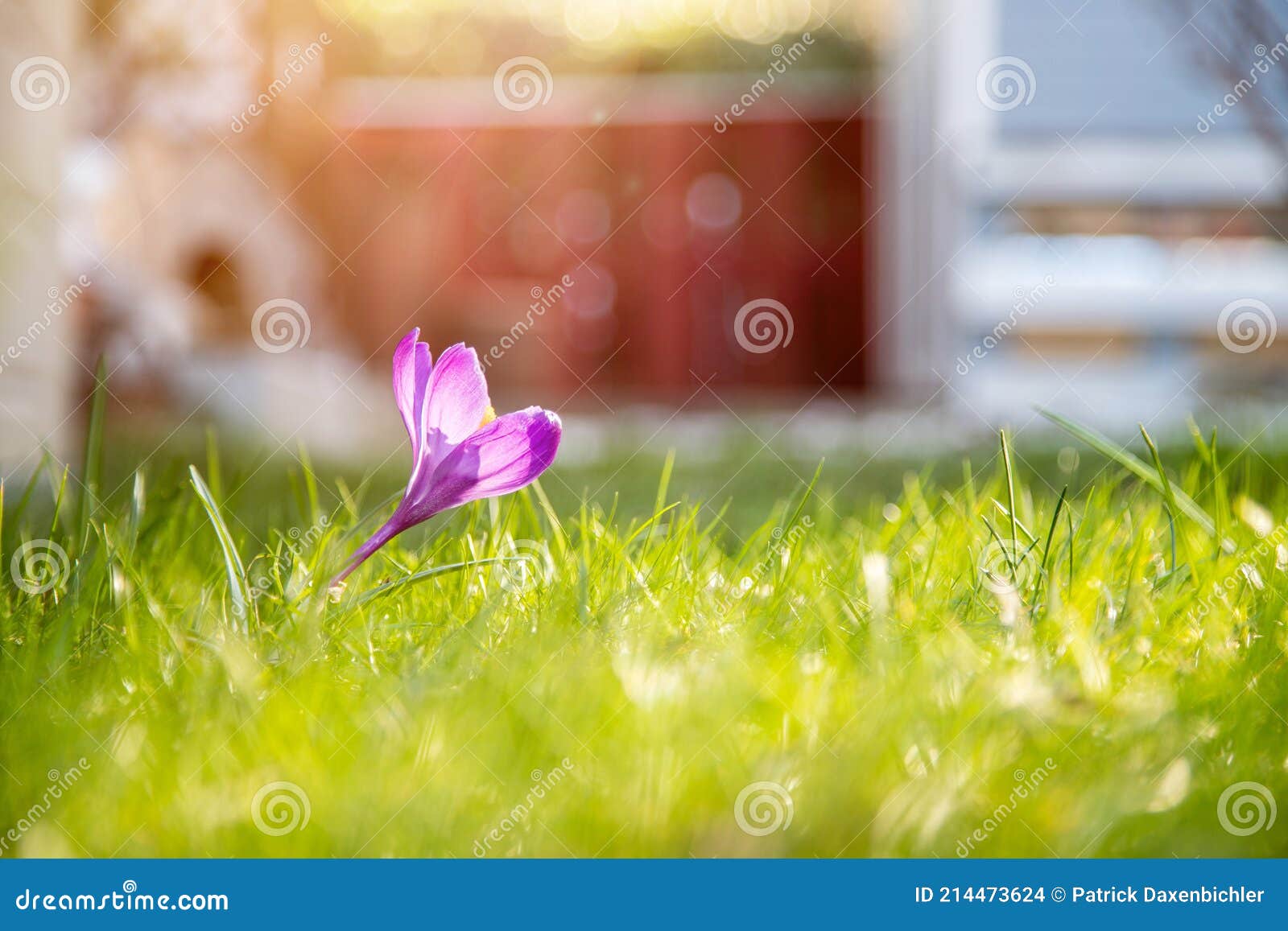 Springtime in the Front Yard. Spring Flowers in Sunlight, Outdoor ...