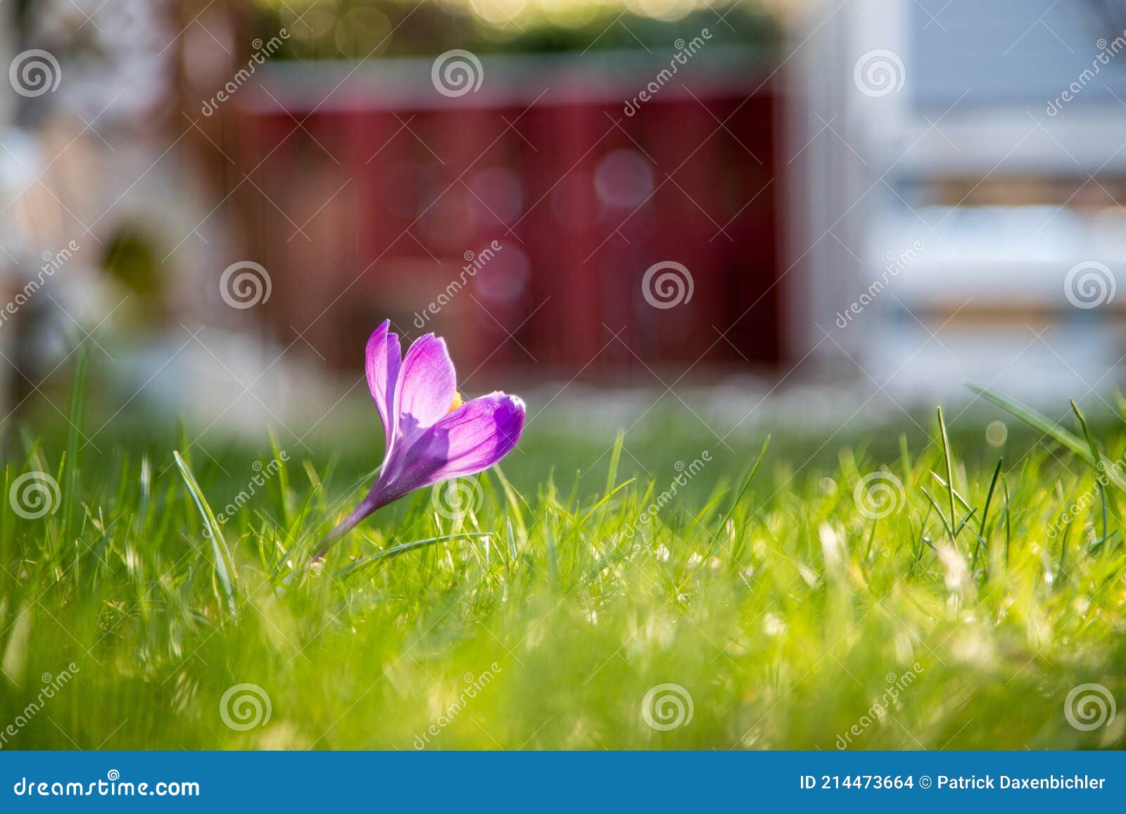 Springtime in the Front Yard. Spring Flowers in Sunlight, Outdoor ...