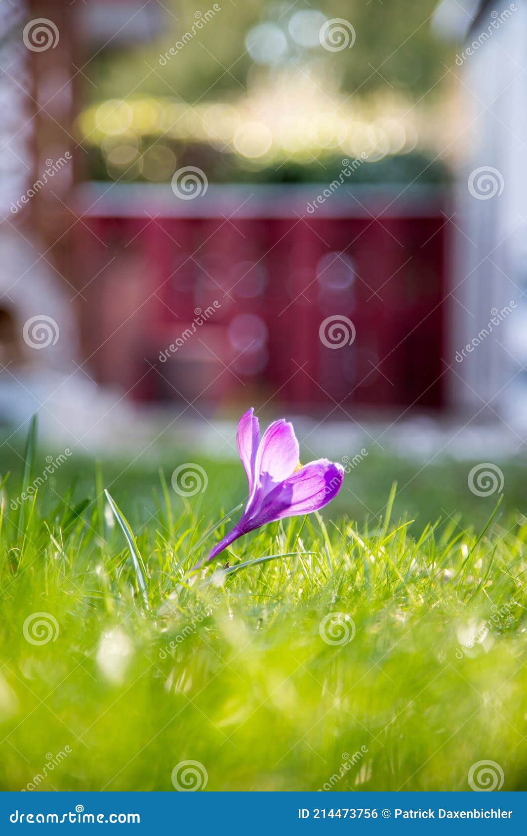 Springtime in the Front Yard. Spring Flowers in Sunlight, Outdoor ...