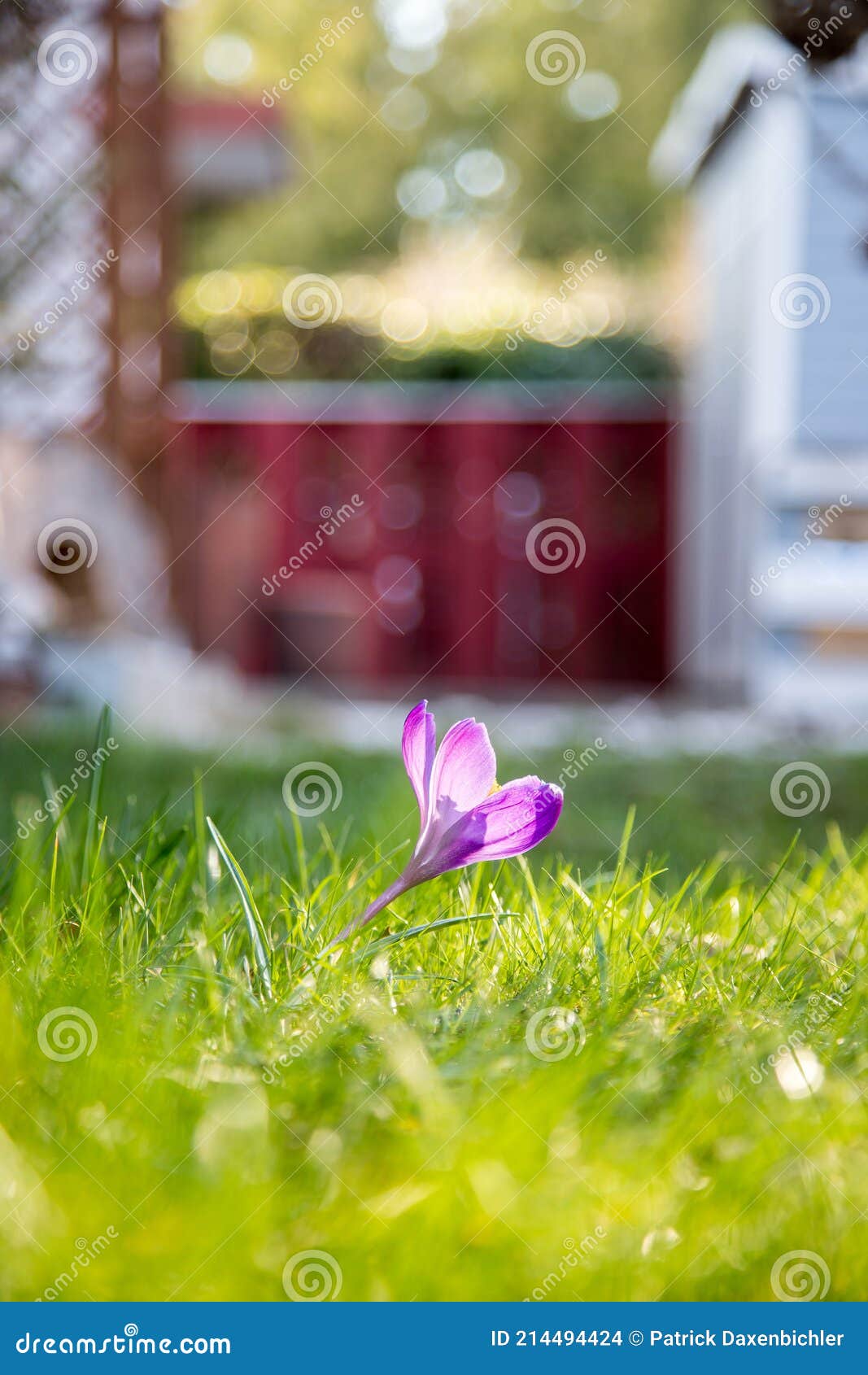 Springtime in the Front Yard. Spring Flowers in Sunlight, Outdoor ...