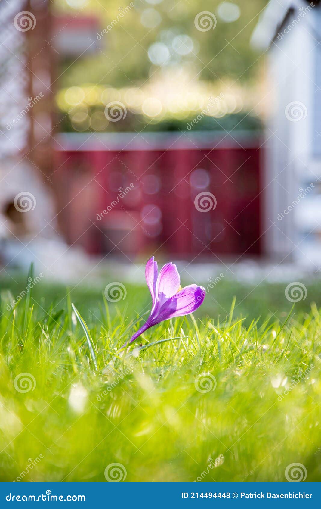 Springtime in the Front Yard. Spring Flowers in Sunlight, Outdoor ...