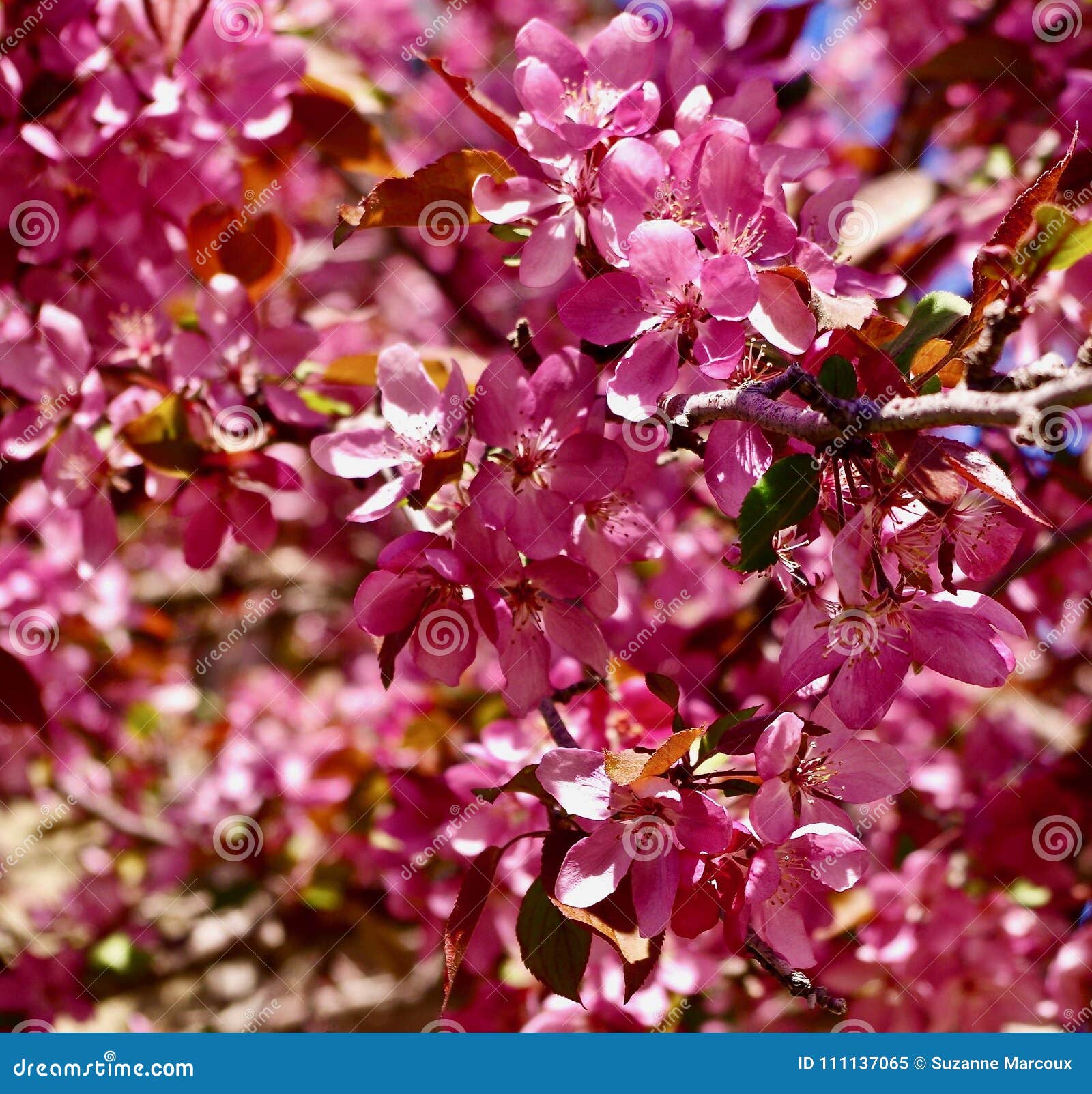 Springtime Fruit Tree Blossoms in Alberta Canada Stock Image - Image of ...