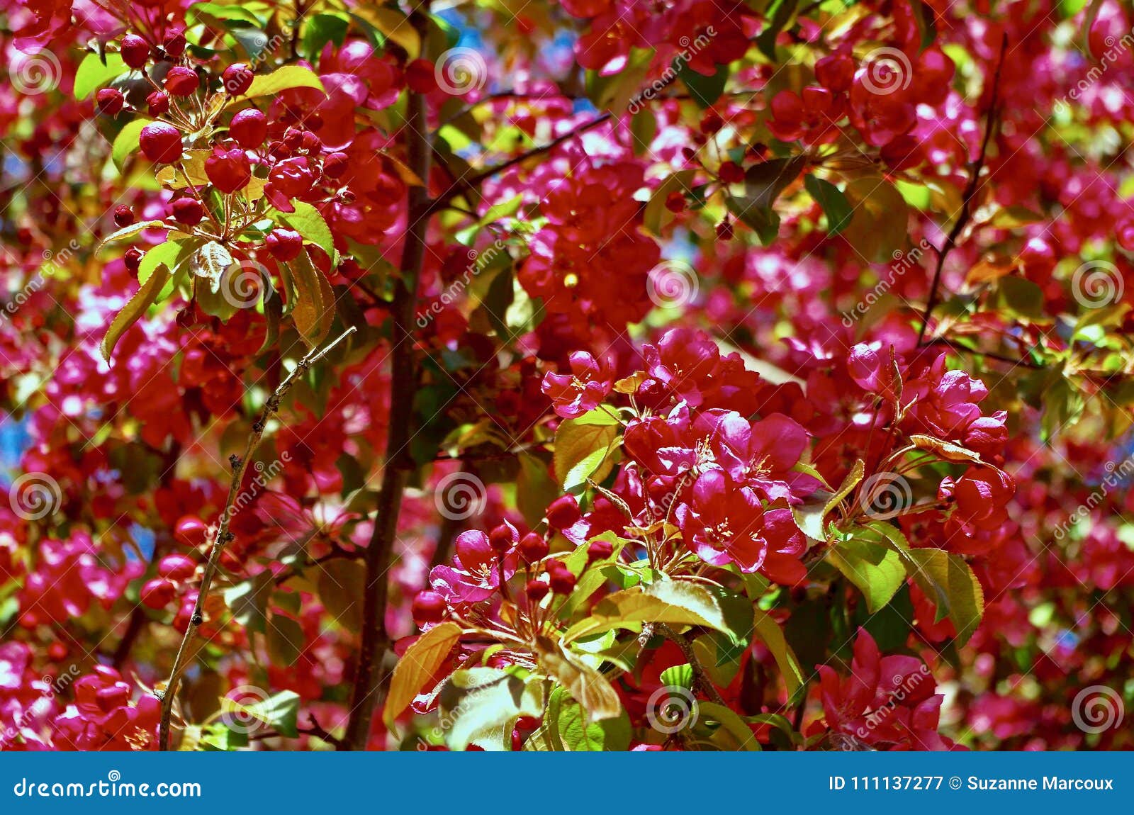 Springtime Fruit Tree Blossoms in Alberta Canada Stock Image - Image of ...