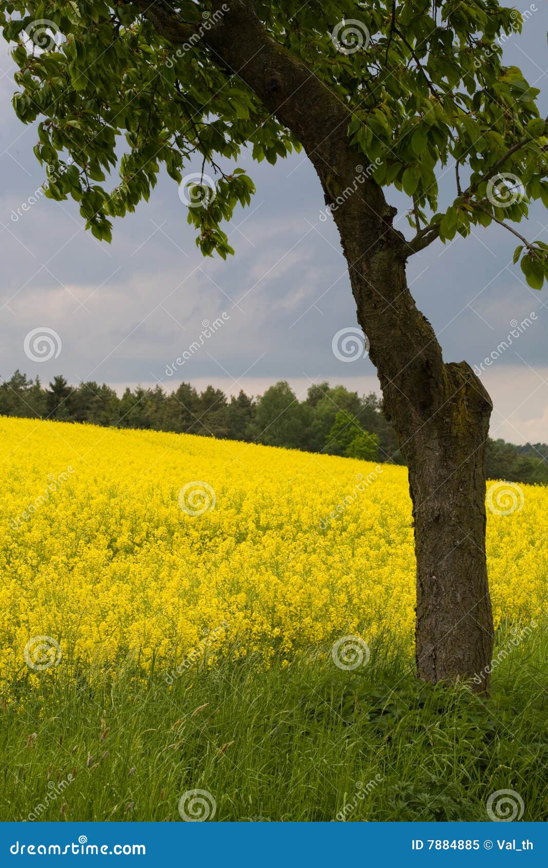 Springtime in germany stock image. Image of nature, summer - 7884885