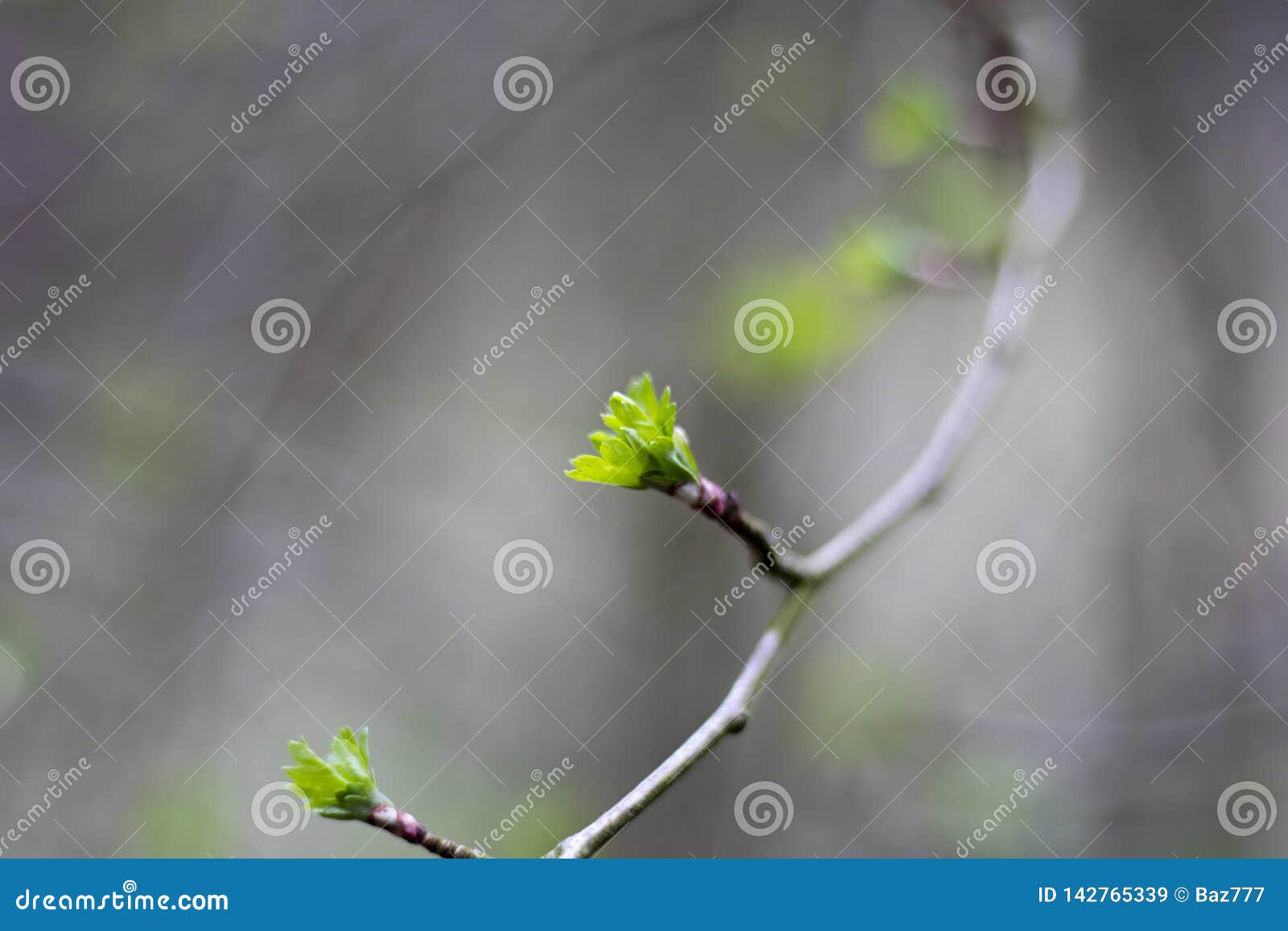 Springtime growth stock image. Image of leaf, forest - 142765339