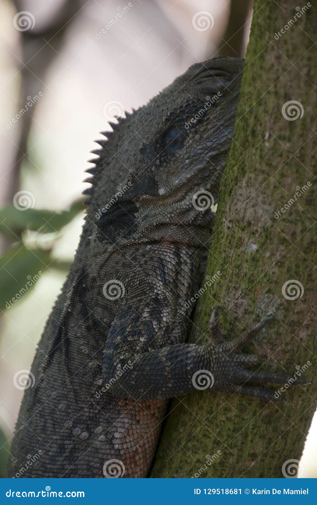 Close-up Lizard on Tree Trunk Stock Image - Image of australian, scale ...