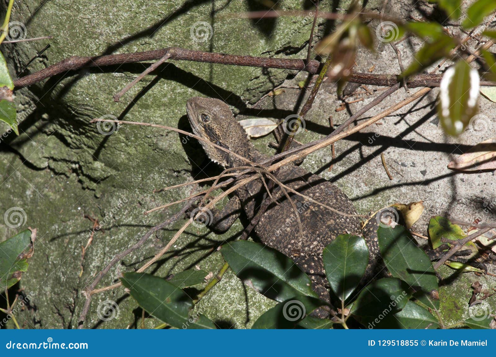 Lizard Partially Hidden in the Garden Stock Image - Image of skin ...
