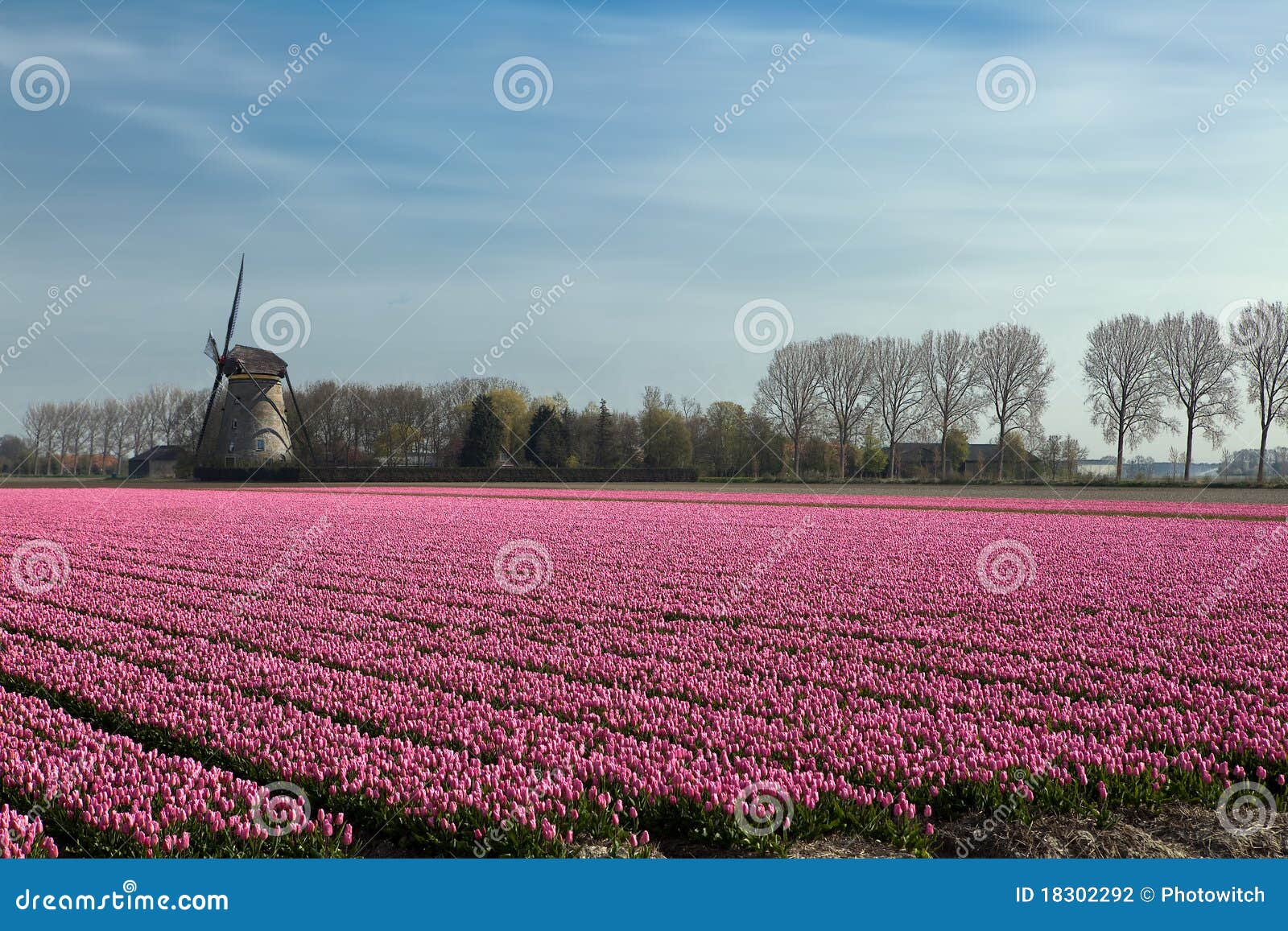 Springtime in Holland stock photo. Image of field, keukenhof - 18302292
