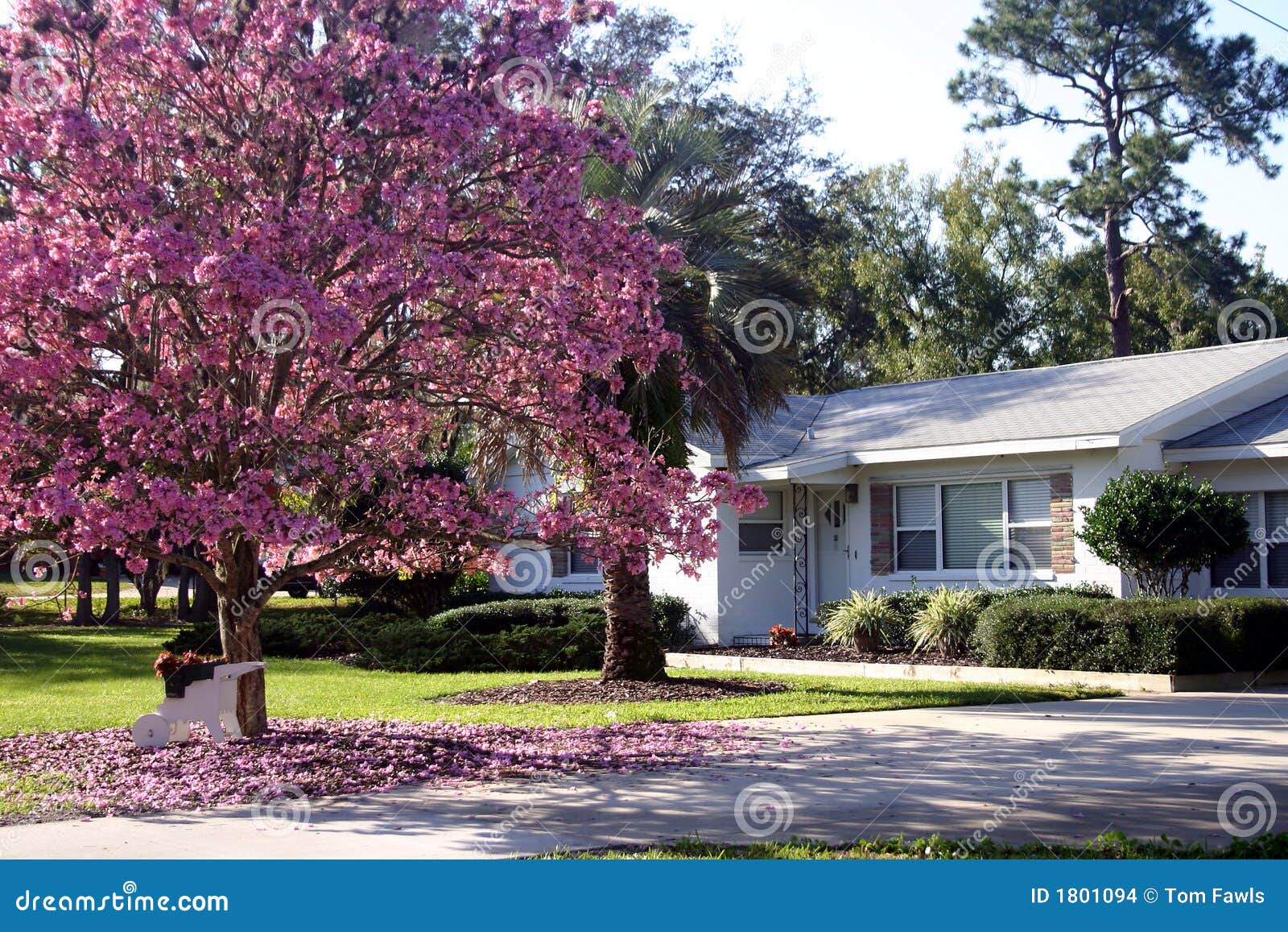 Springtime Home stock photo. Image of palm, lawncare, green - 1801094