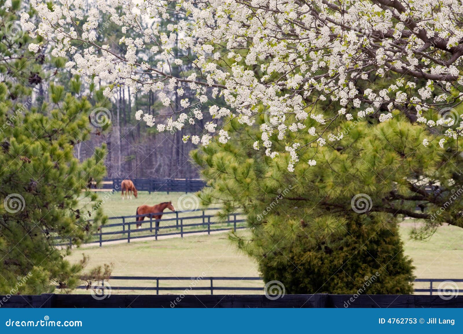 Springtime at the Horse Ranch Stock Image - Image of blooms, mustang ...