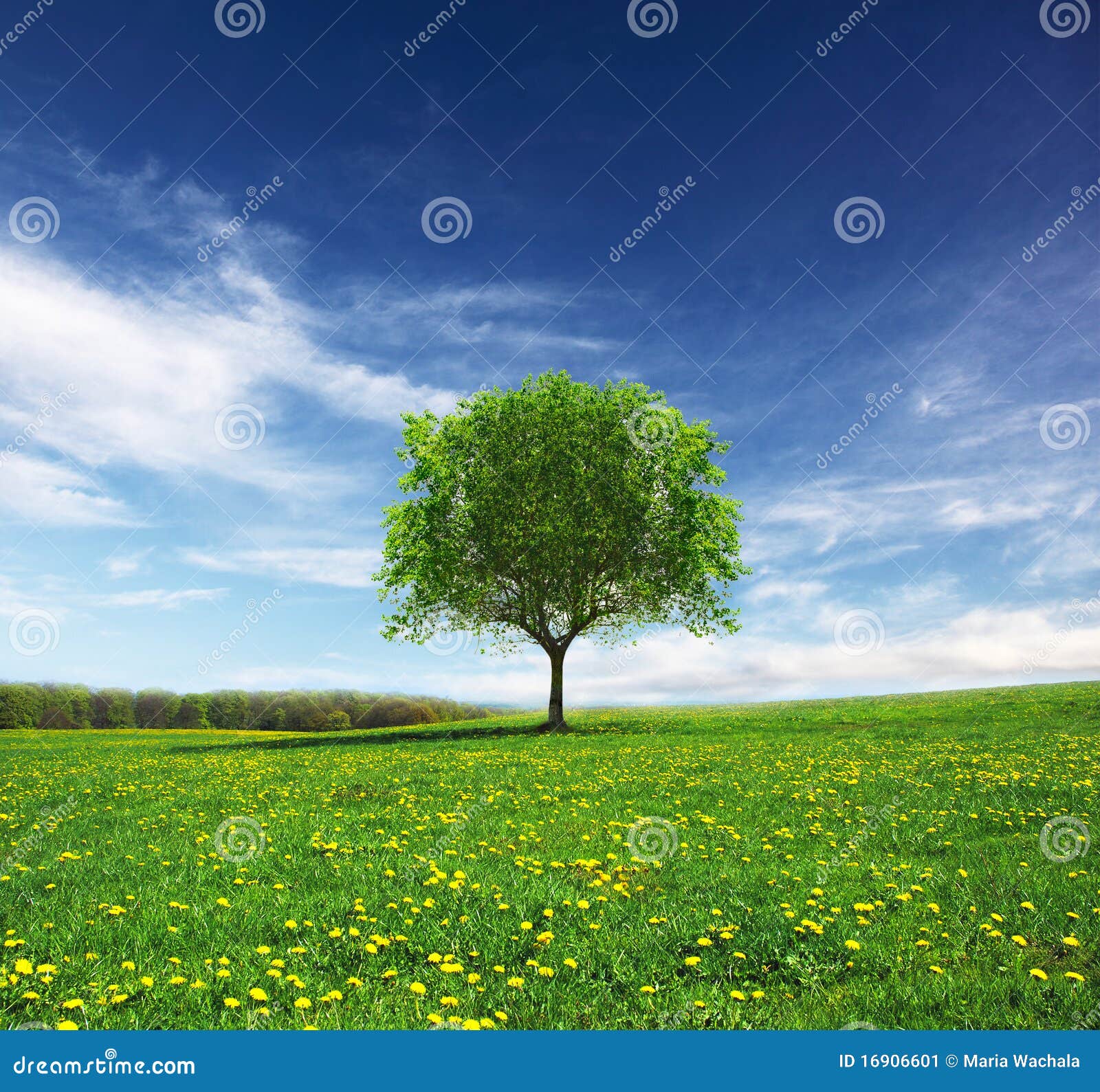 Springtime landscape stock image. Image of farming, nature - 16906601