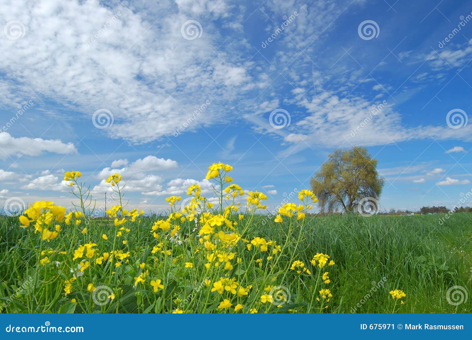 Springtime landscape stock image. Image of california, gold - 675971